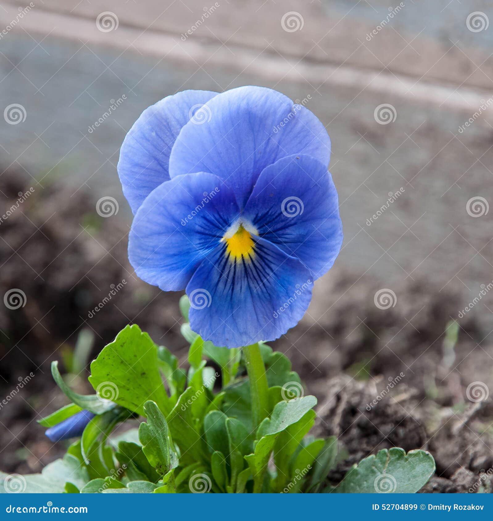 Violeta azul imagen de archivo. Imagen de fondo, asoleado - 52704899