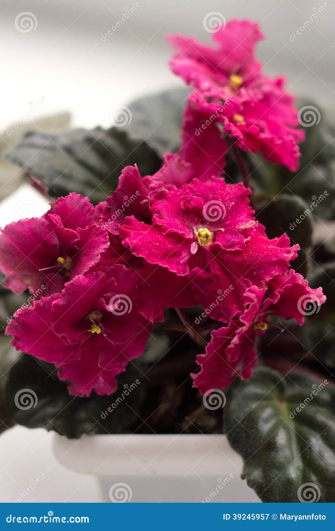 Violeta cor-de-rosa imagem de stock. Imagem de povos - 39245957