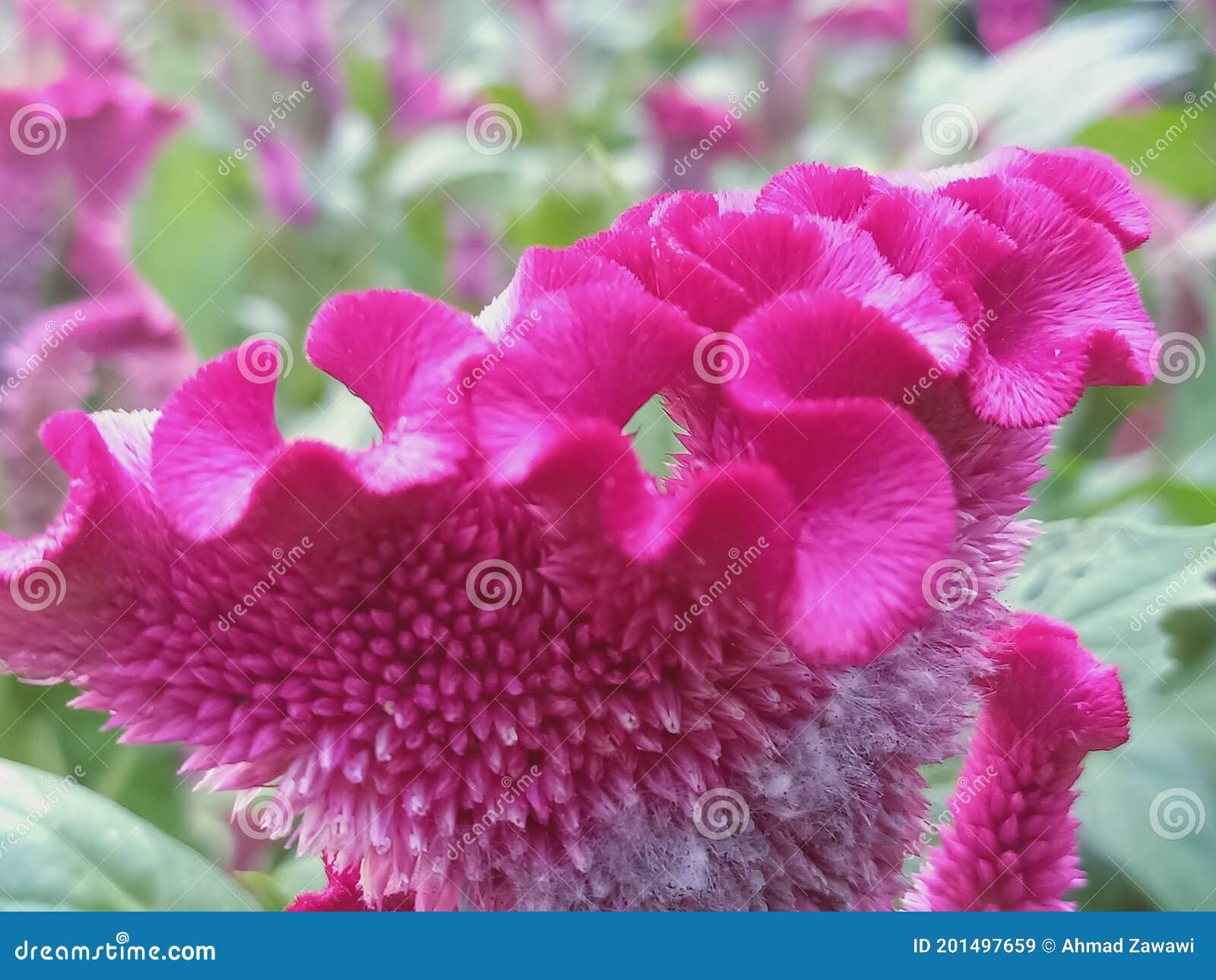 Violeta De La Cresta De Gallo Flower's Imagen de archivo - Imagen de ...