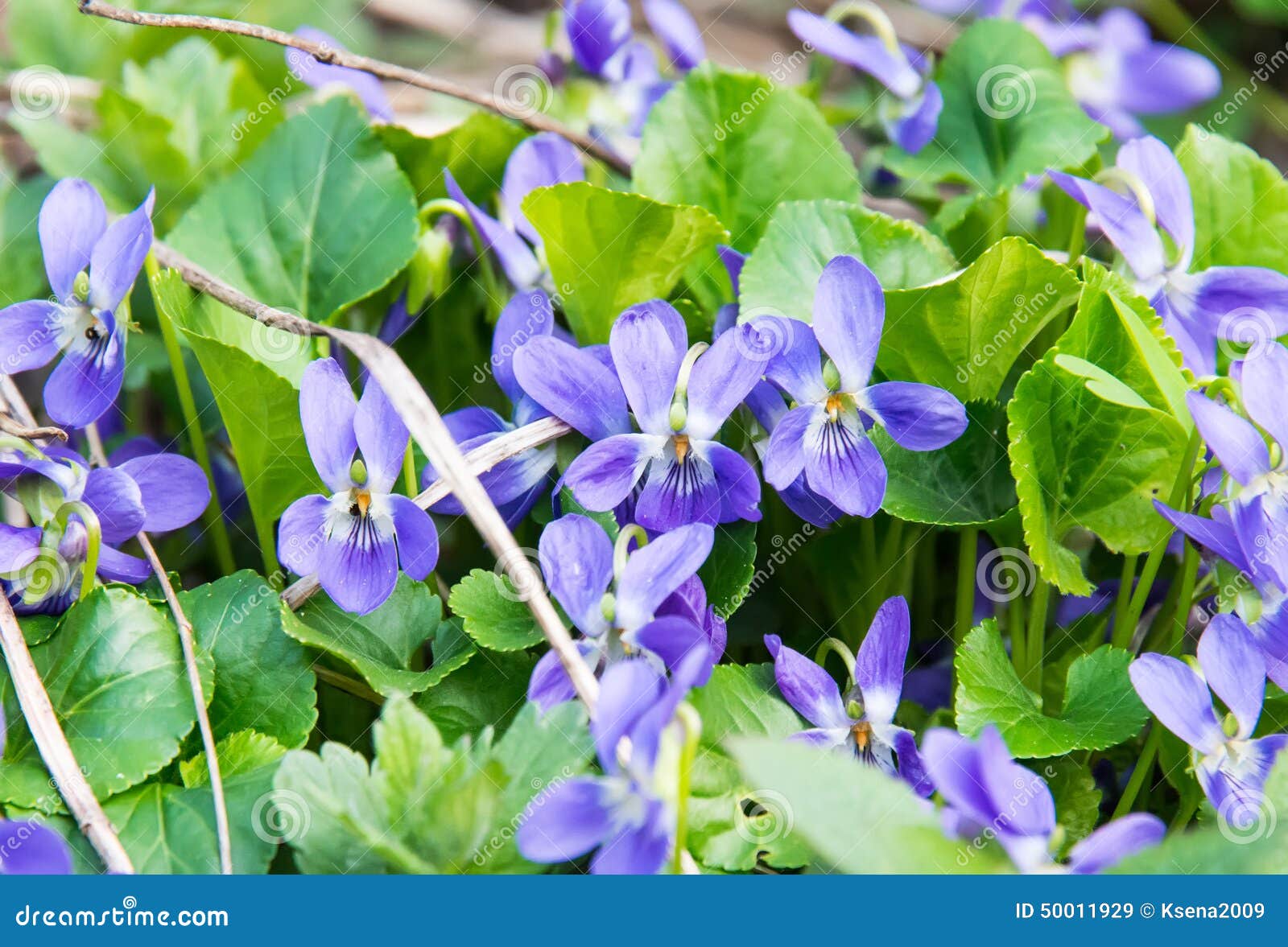 Violeta De Madera O Violeta De Perro En Primavera Imagen de archivo ...