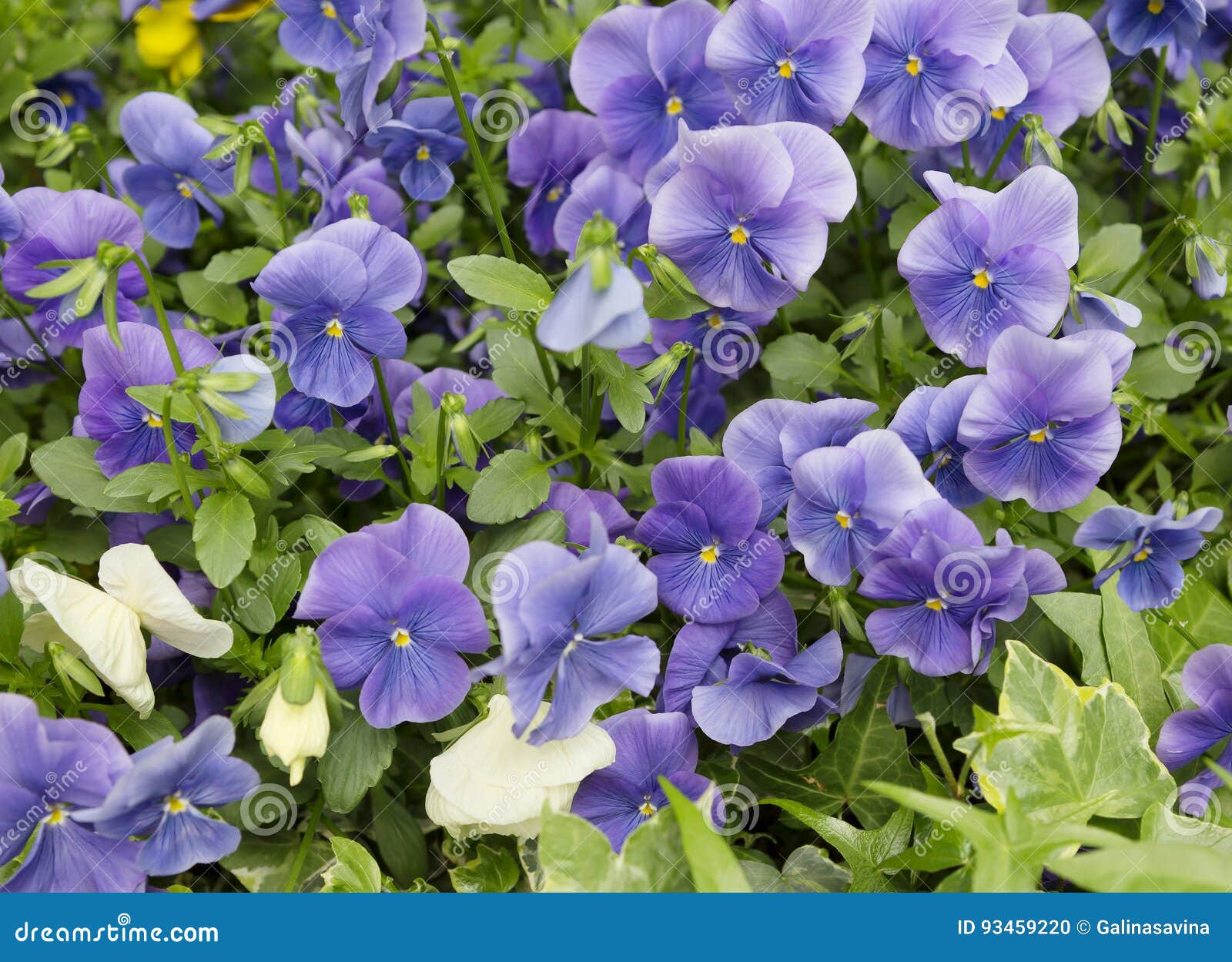 ` Violeta Do Amor Perfeito Do ` Ou Azul Violeta Foto de Stock - Imagem ...