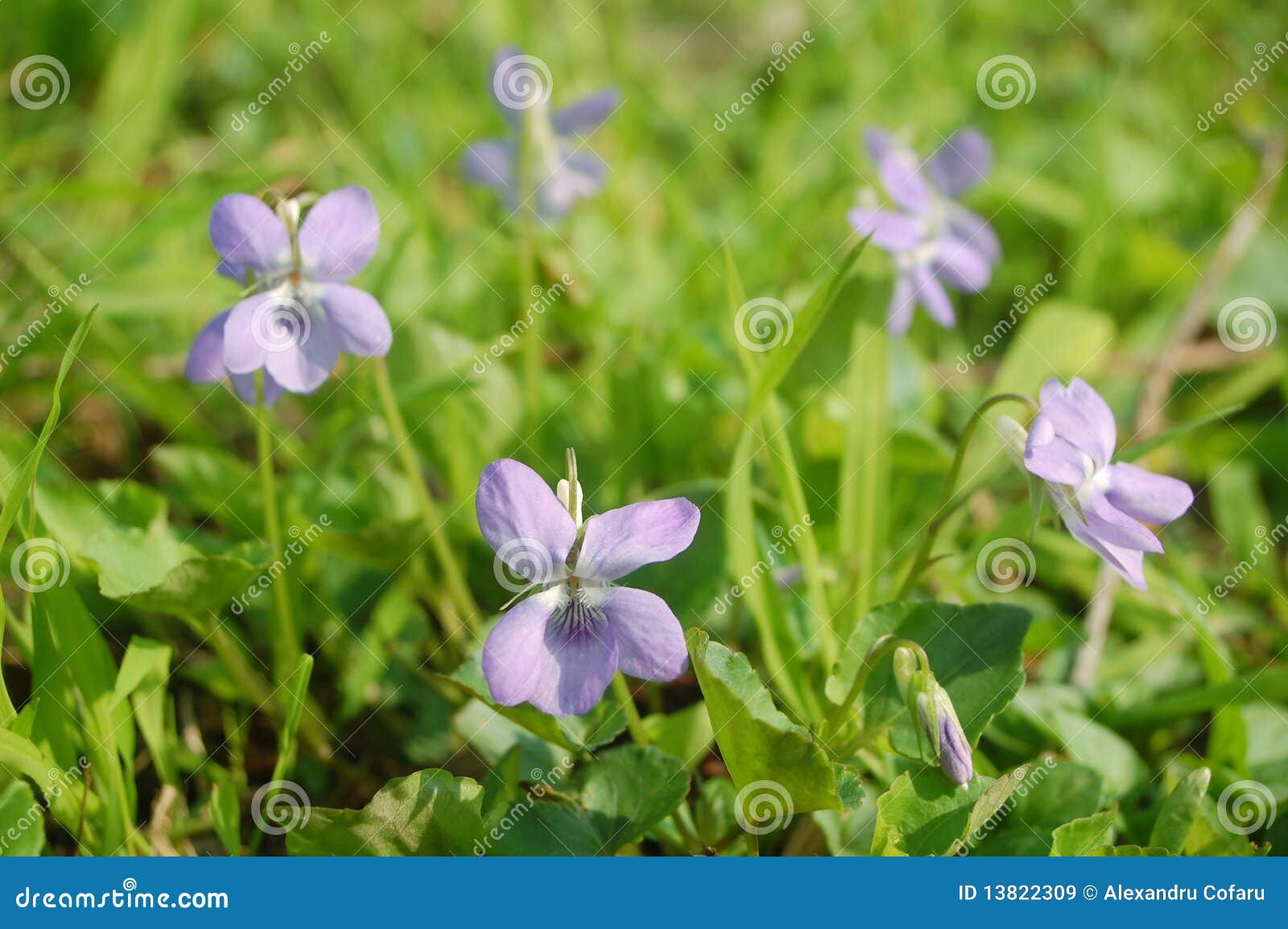 Violeta dulce imagen de archivo. Imagen de azul, pueda - 13822309