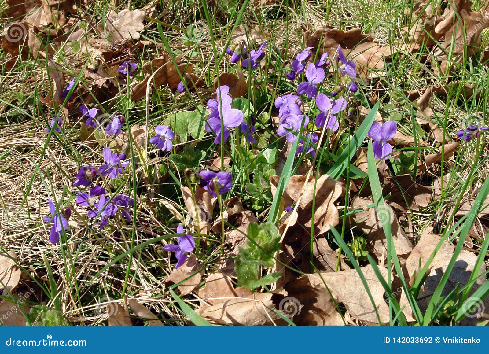 Violeta Dulce De Blomming U Odorata De La Viola Foto de archivo ...