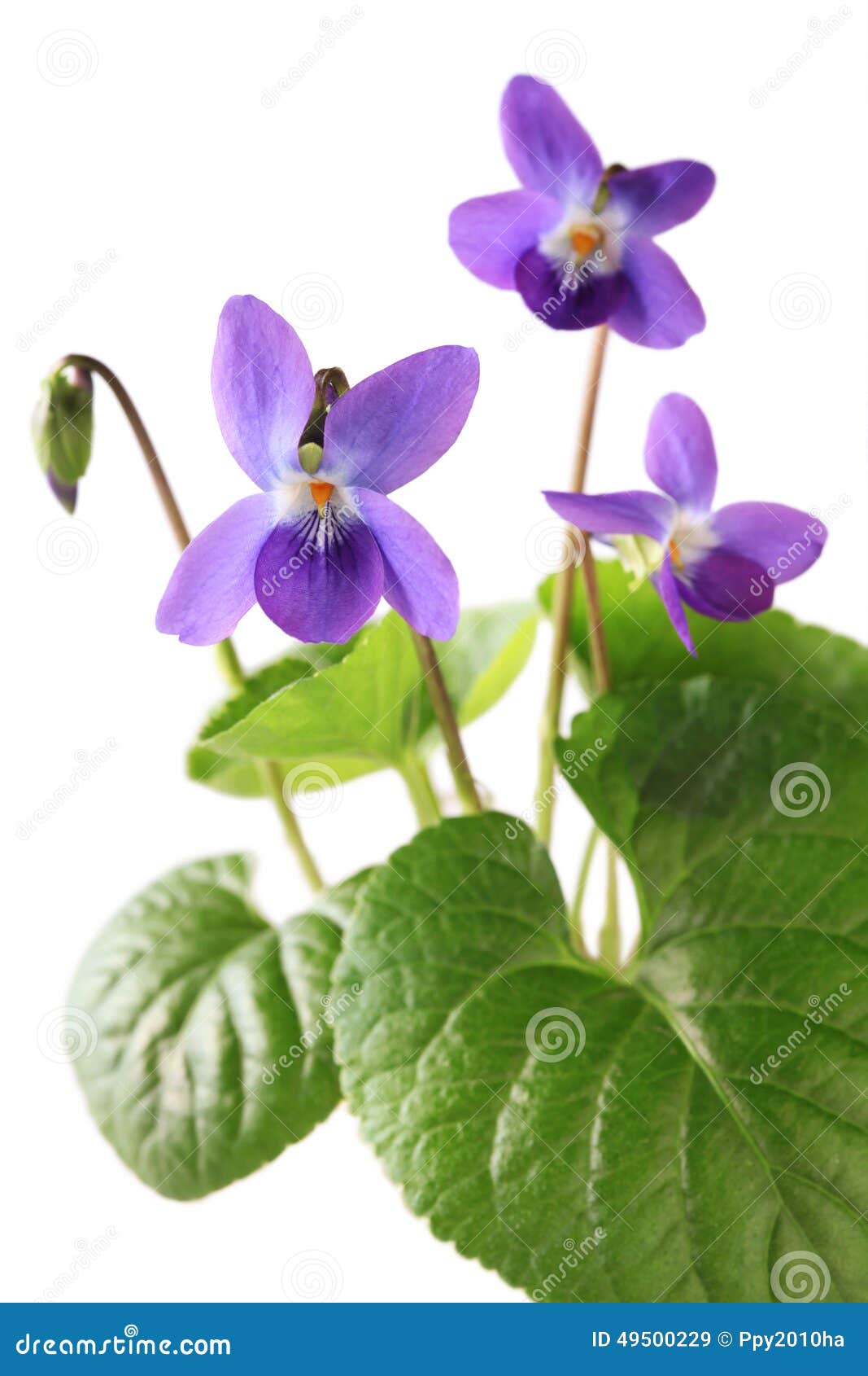 Violeta Dulce, Odorata De La Viola Imagen de archivo - Imagen de olor ...