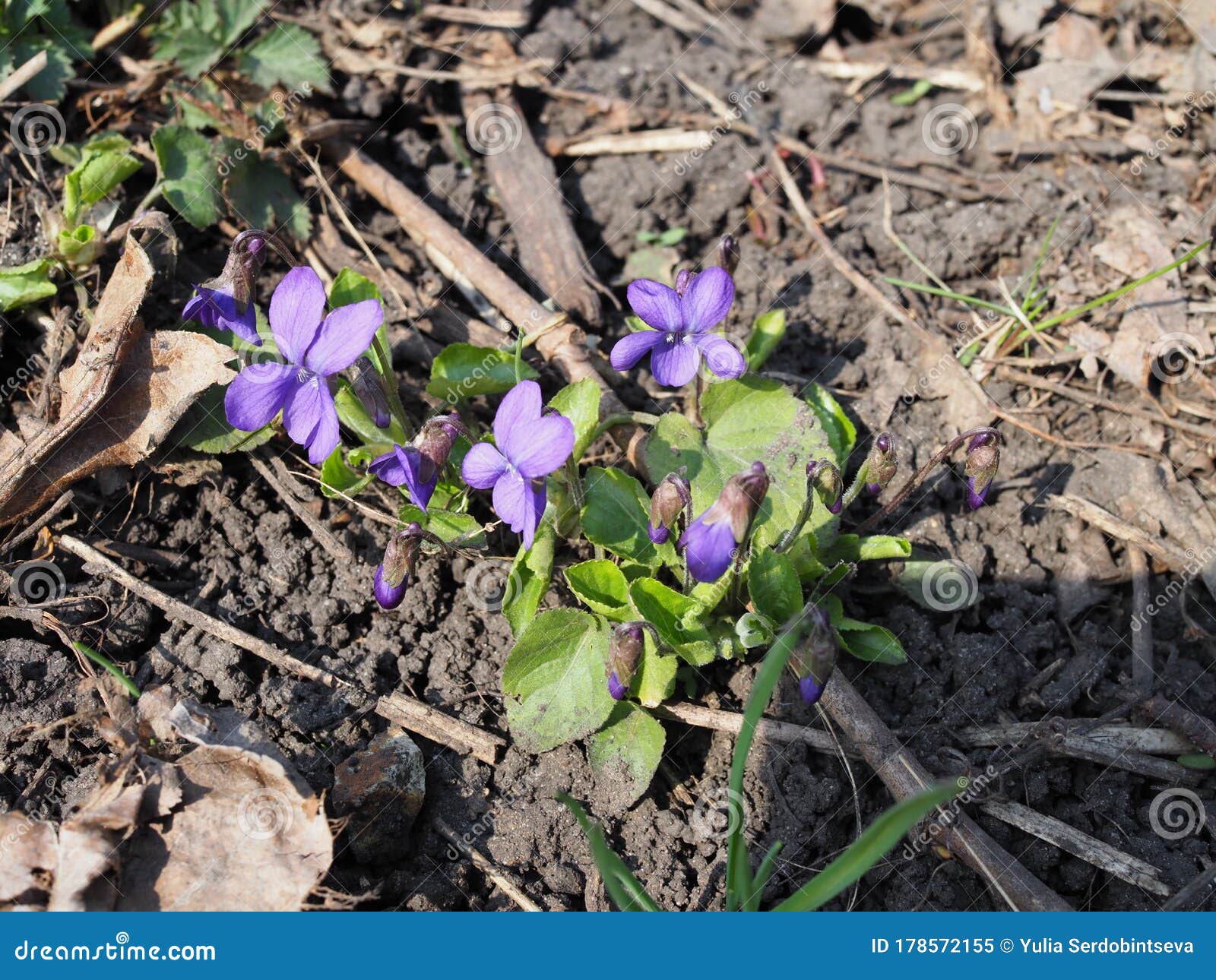 Violeta Dulce Una De Las Primeras Flores De Primavera Imagen de archivo ...