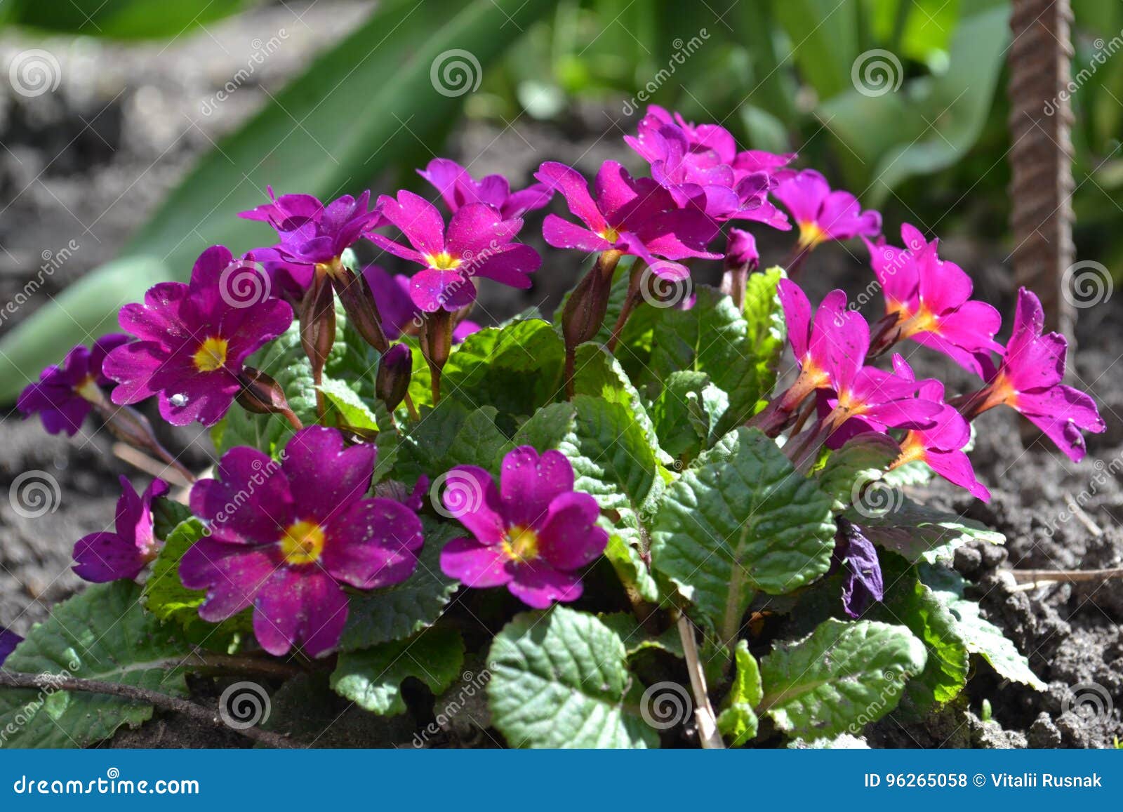 Violeta spring flowers stock photo. Image of flowers - 96265058