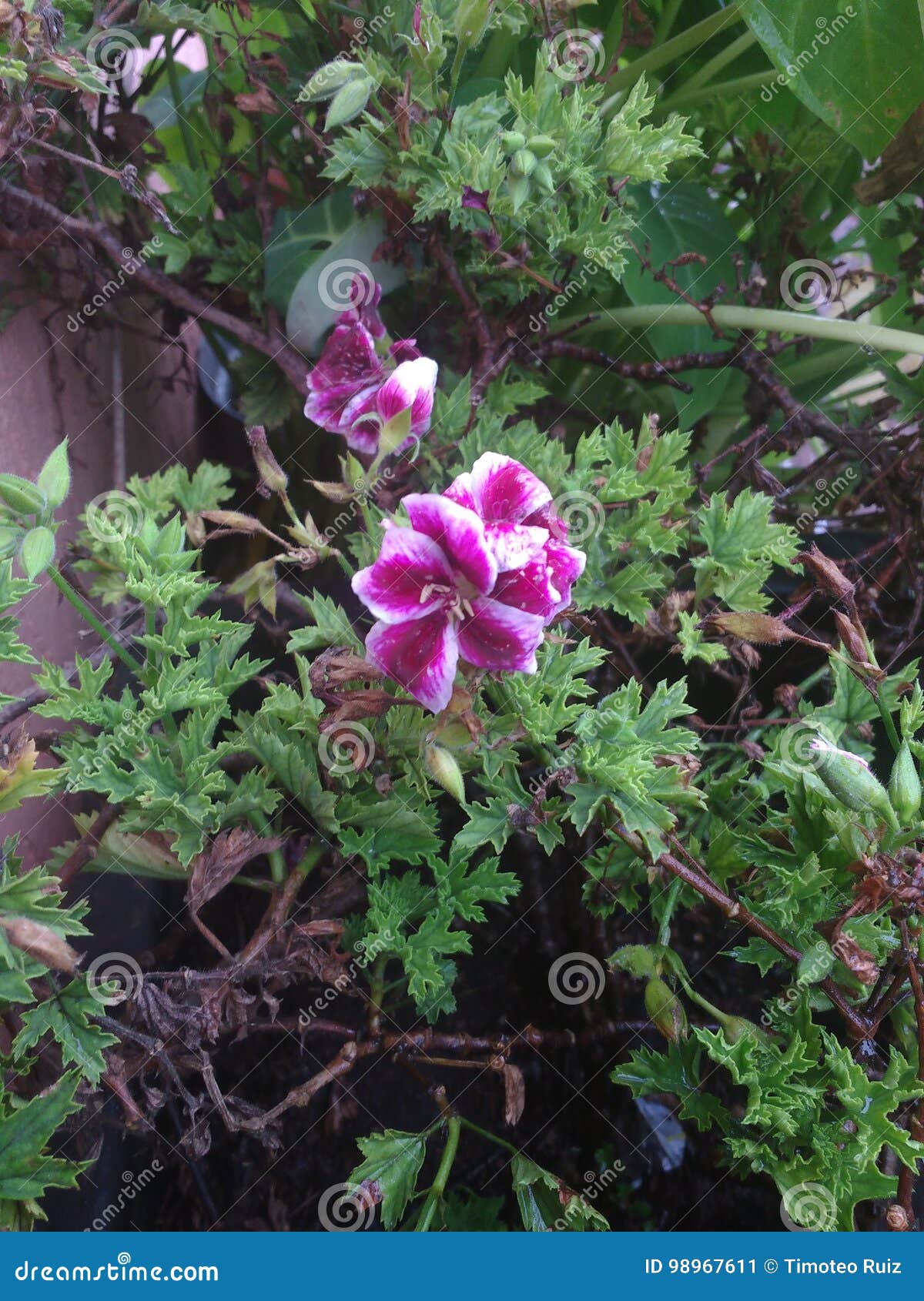 Violeta Y Blanco De La Flor Del Payaso Imagen de archivo - Imagen de ...