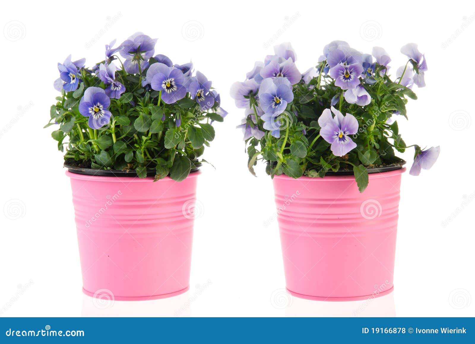 Violetas azuis foto de stock. Imagem de plantas, mola - 19166878