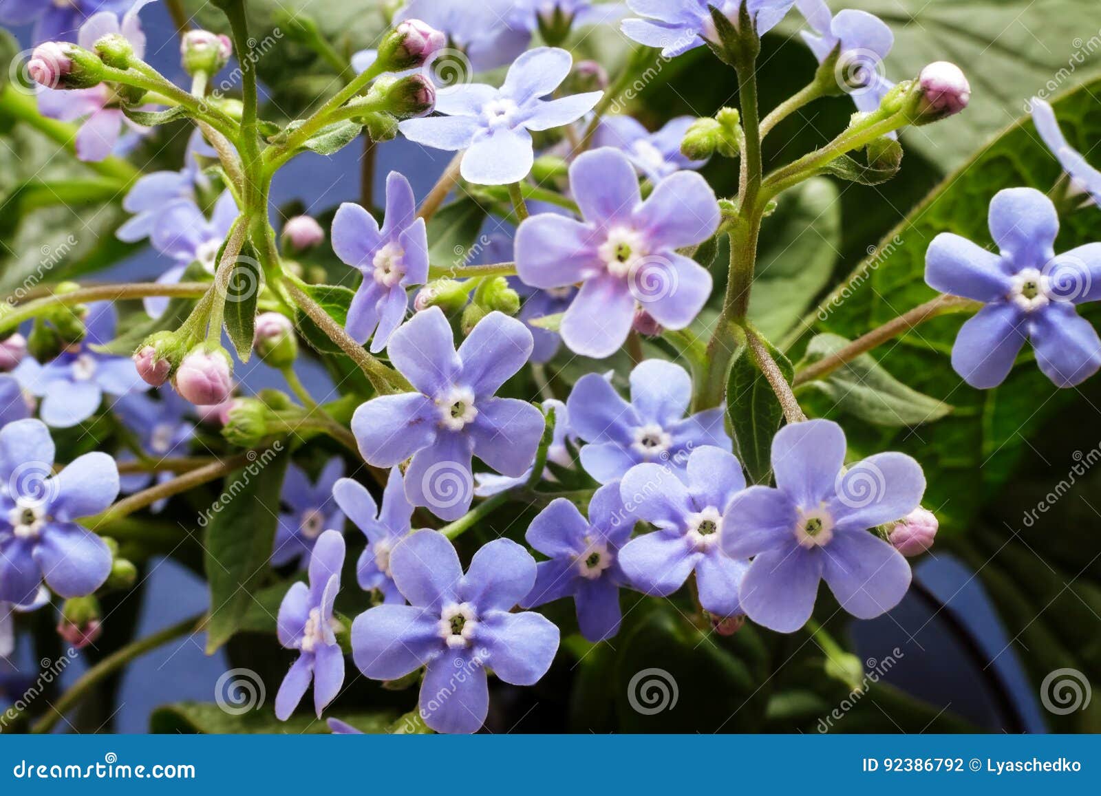Violetas Azul Claro De Las Flores Foto de archivo - Imagen de pétalo ...
