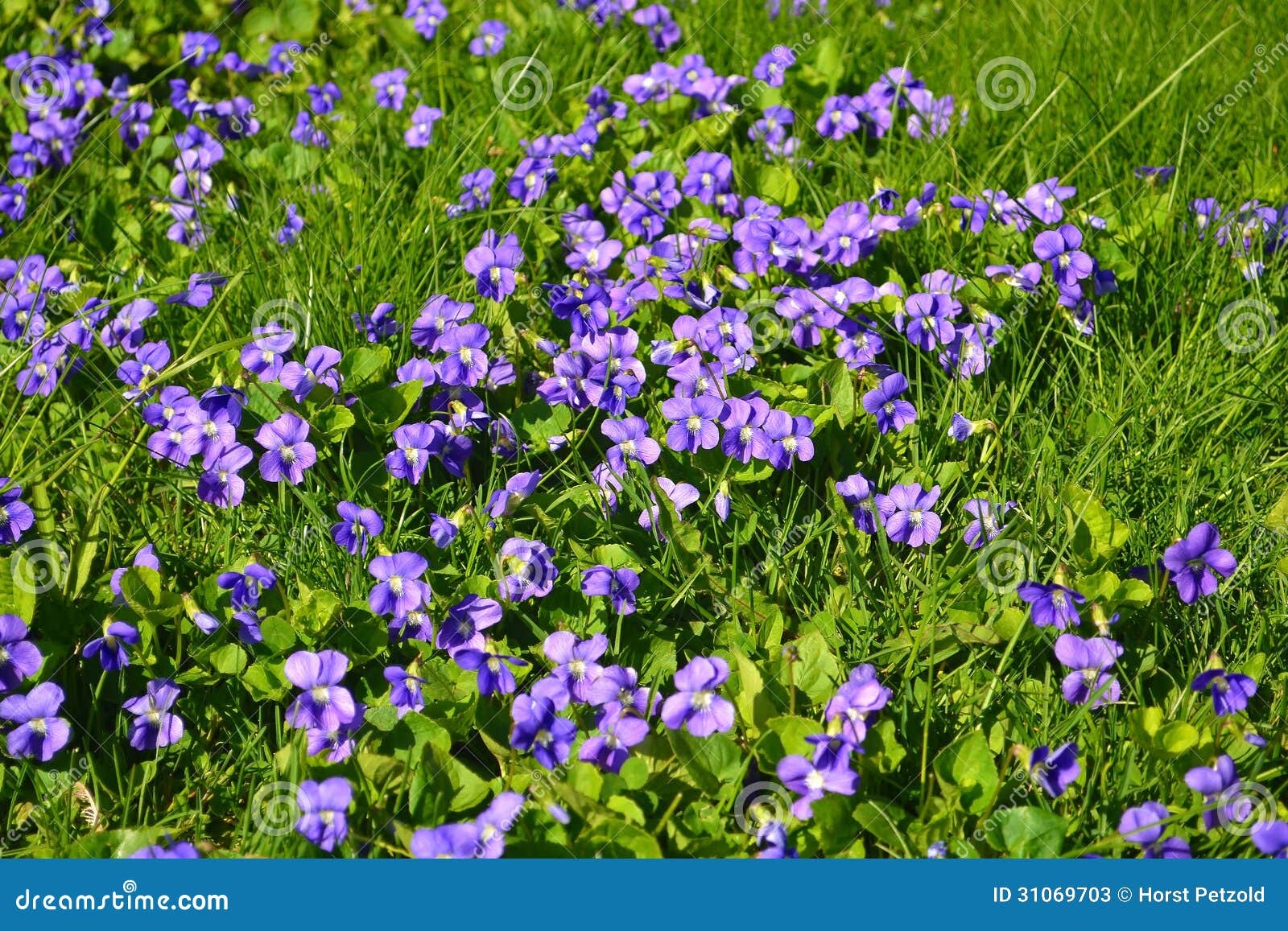 Violetas en el campo. imagen de archivo. Imagen de color - 31069703