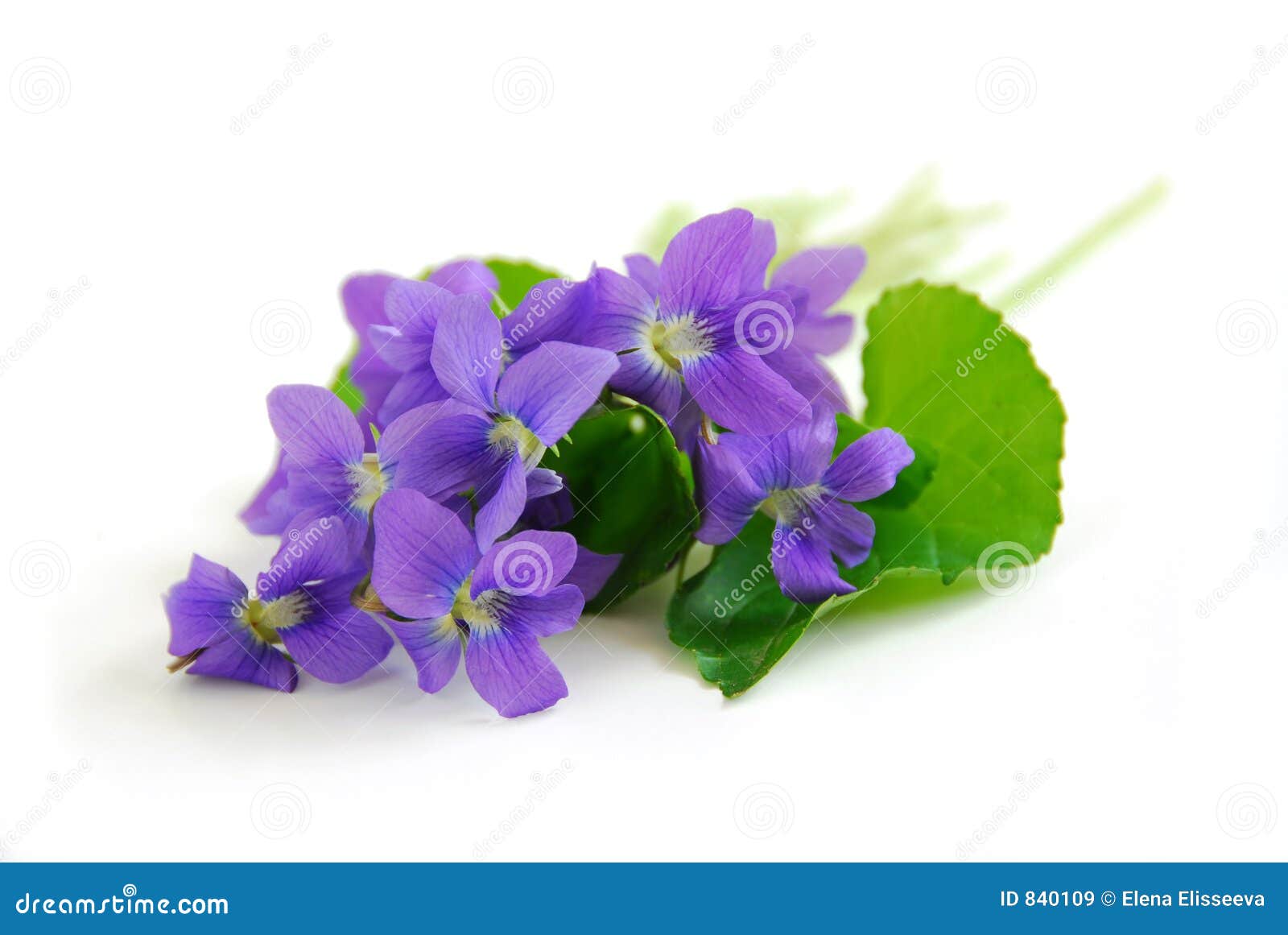 Violetas no fundo branco imagem de stock. Imagem de pétalas - 840109