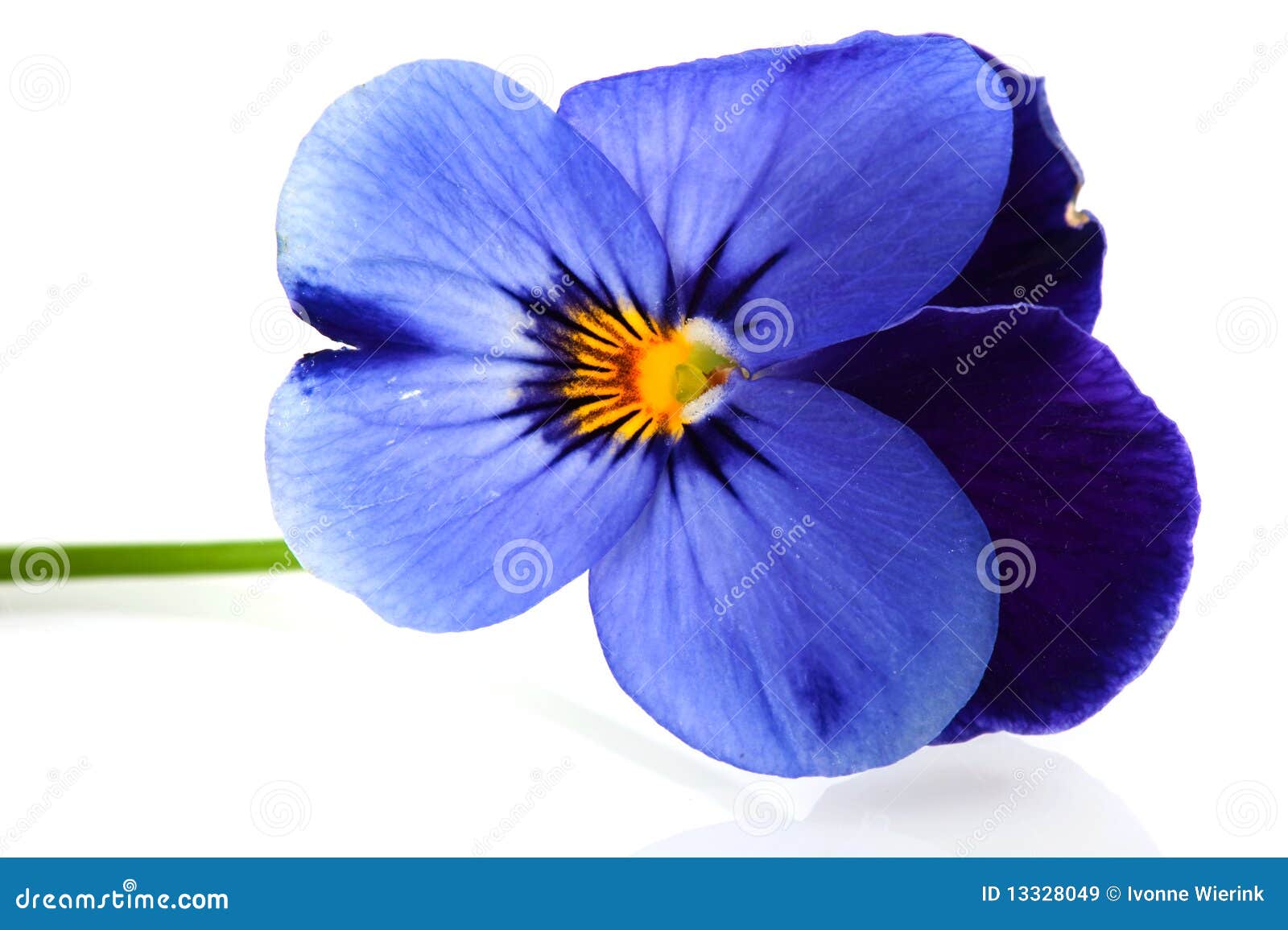 Violetas para o jardim imagem de stock. Imagem de multicor - 13328049