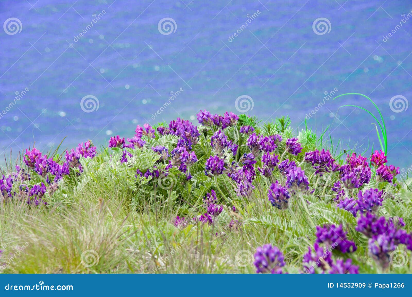 Violets against the sea stock image. Image of kind, bride - 14552909