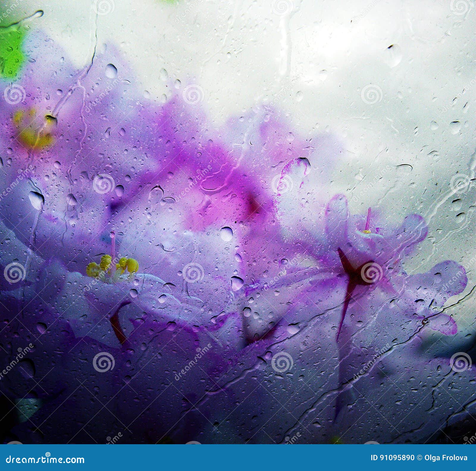 Violets Behind the Wet Window Stock Photo - Image of natural, bouquet ...