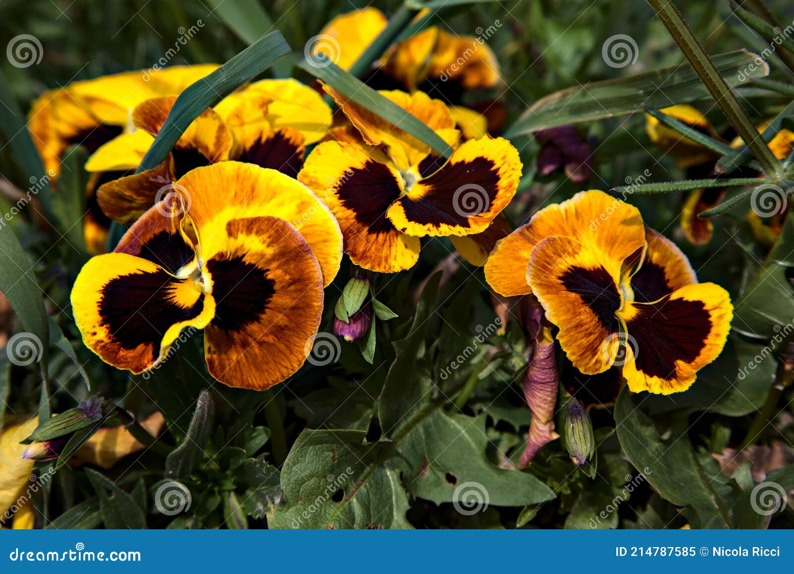 Violets in Bloom in a Field Stock Image - Image of bloom, garden: 214787585