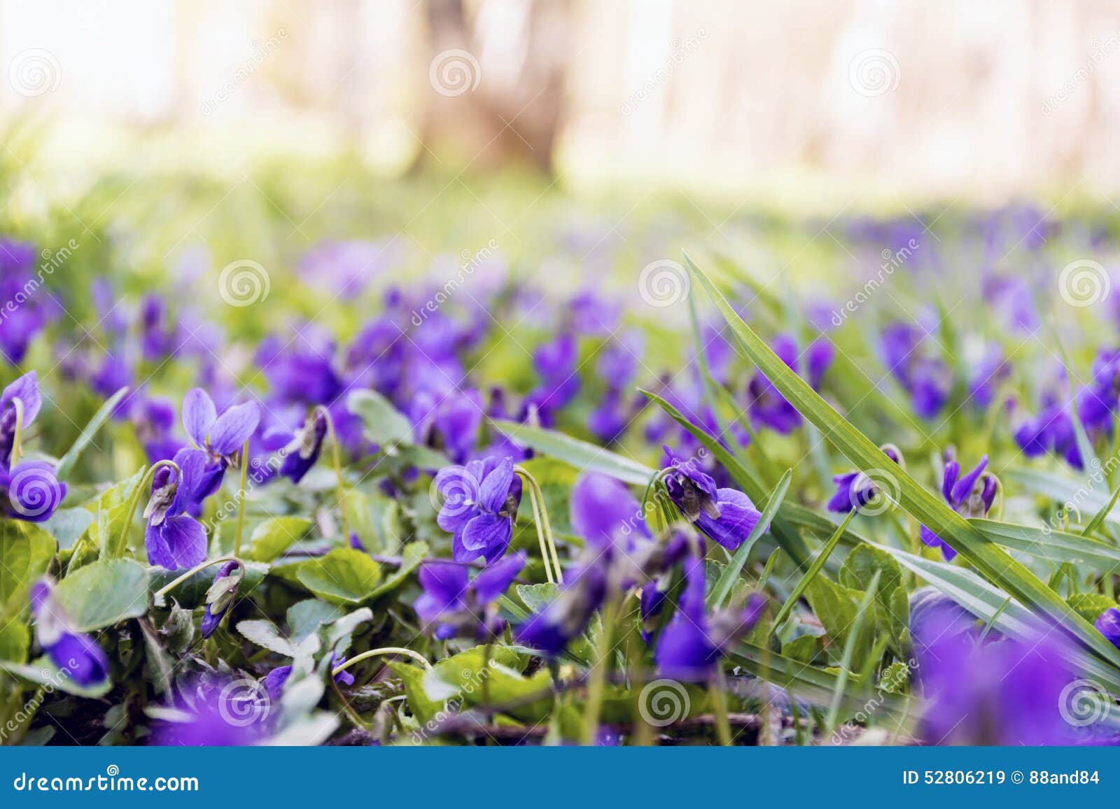 Violets stock image. Image of closeup, close, garden - 52806219
