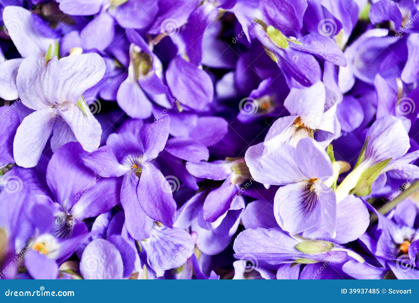 Violets stock image. Image of botany, leaf, petal, healthy - 39937485