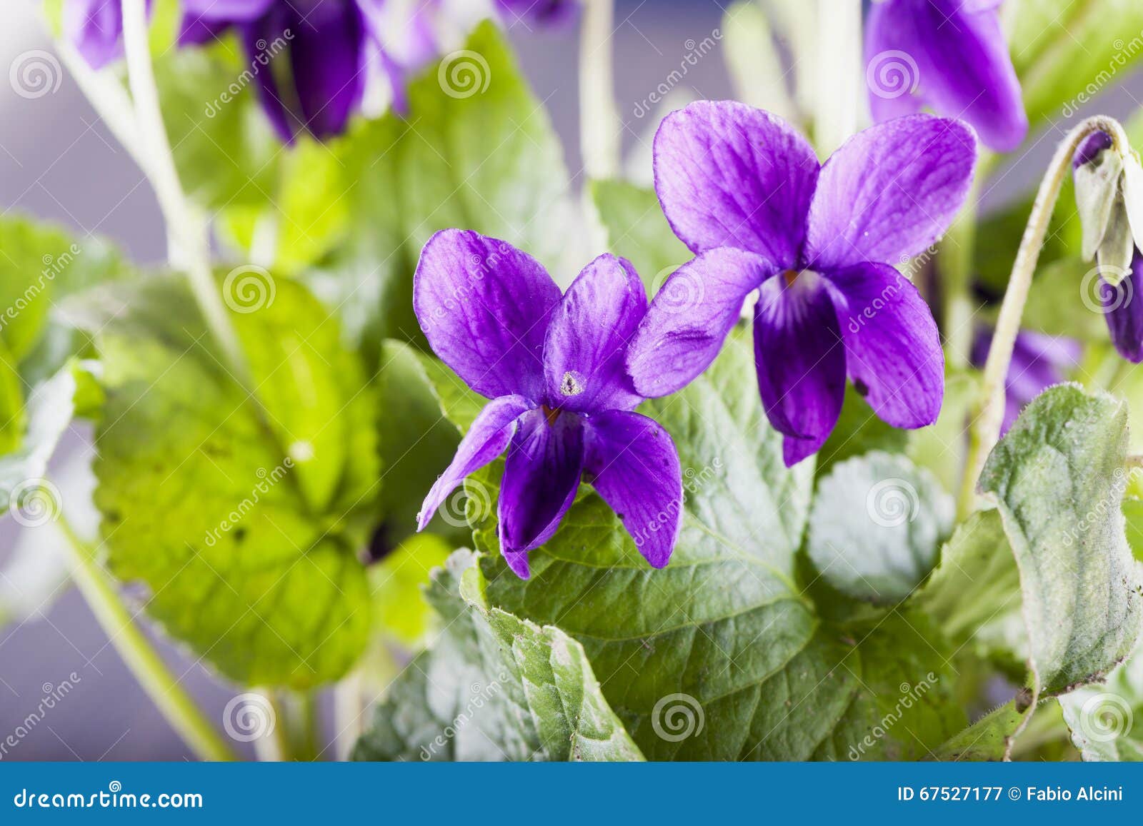 Violets in a bunch stock image. Image of flowers, bunch - 67527177