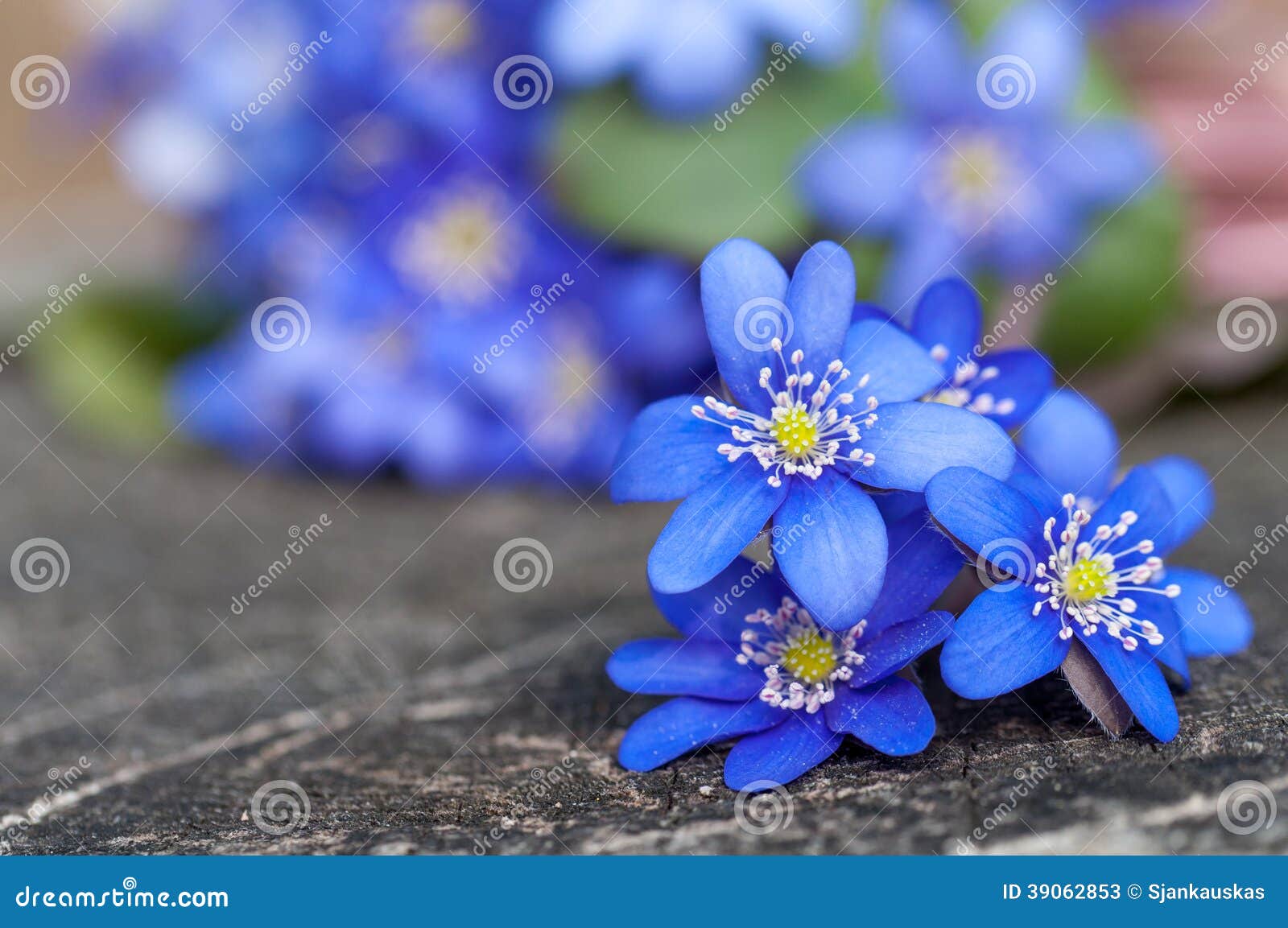Violets stock image. Image of buds, growth, plant, nobilis - 39062853