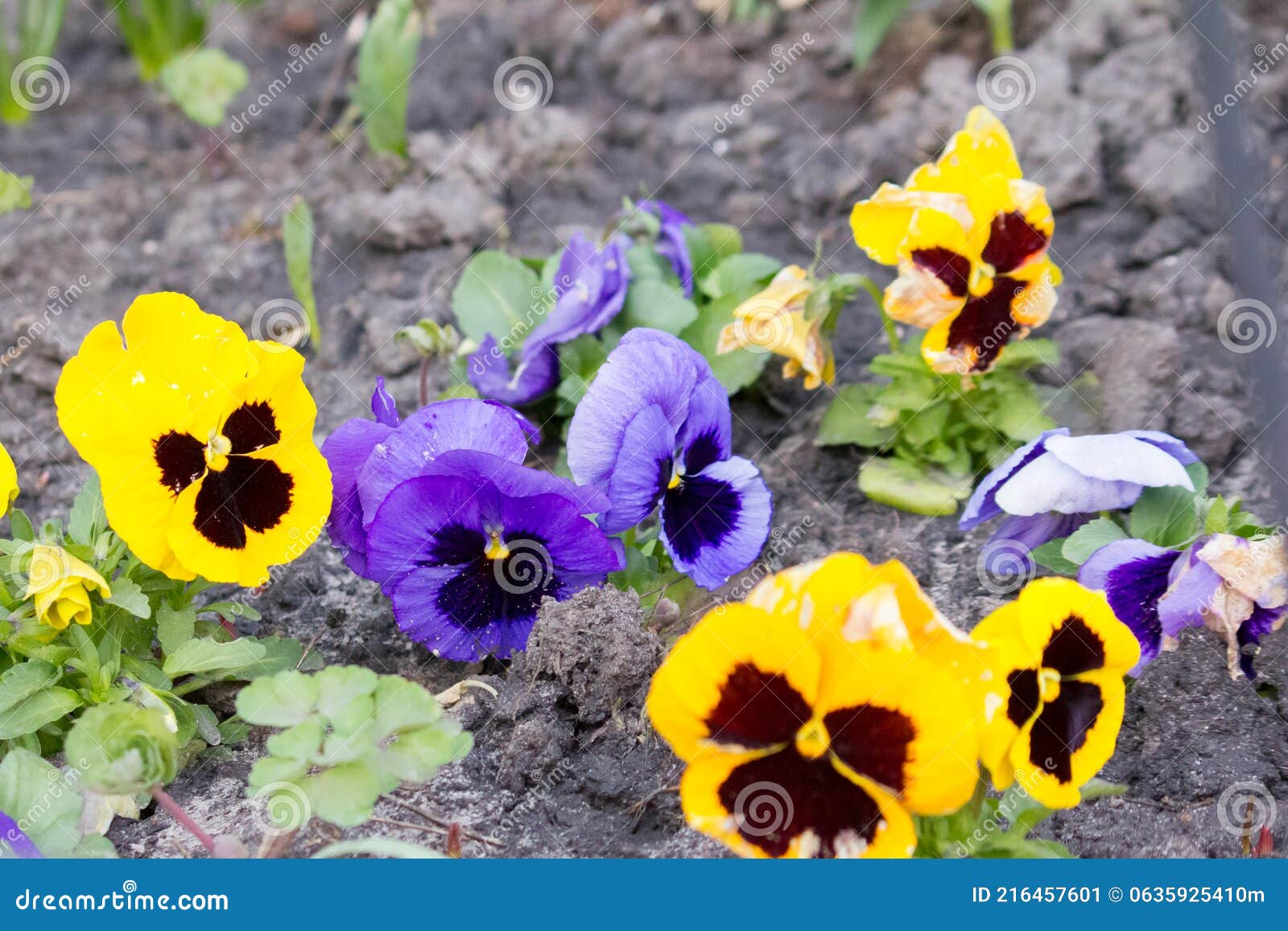 Violets in Early Spring on Gray Ground Stock Image - Image of bloom ...
