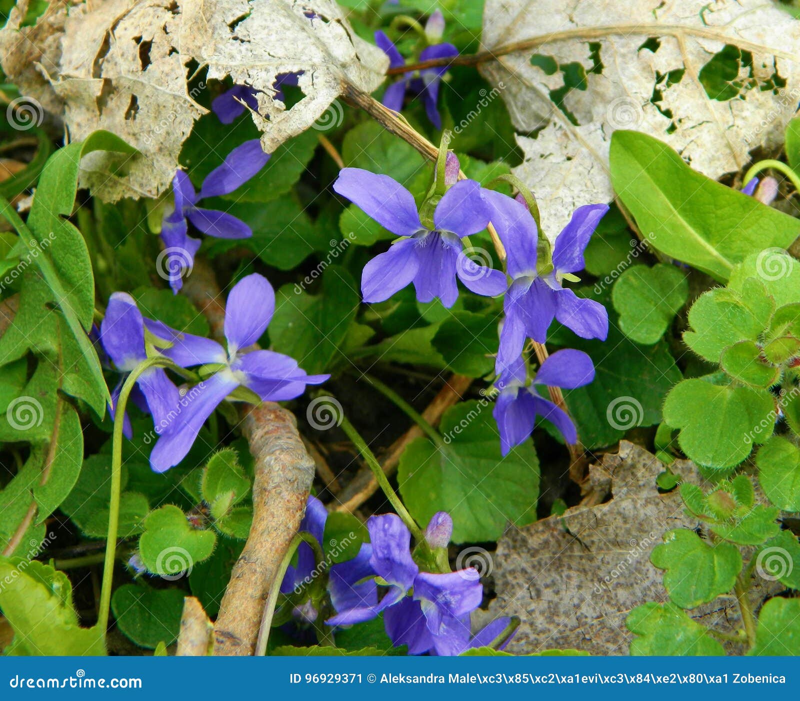 Violets stock image. Image of river, violets, purple - 96929371