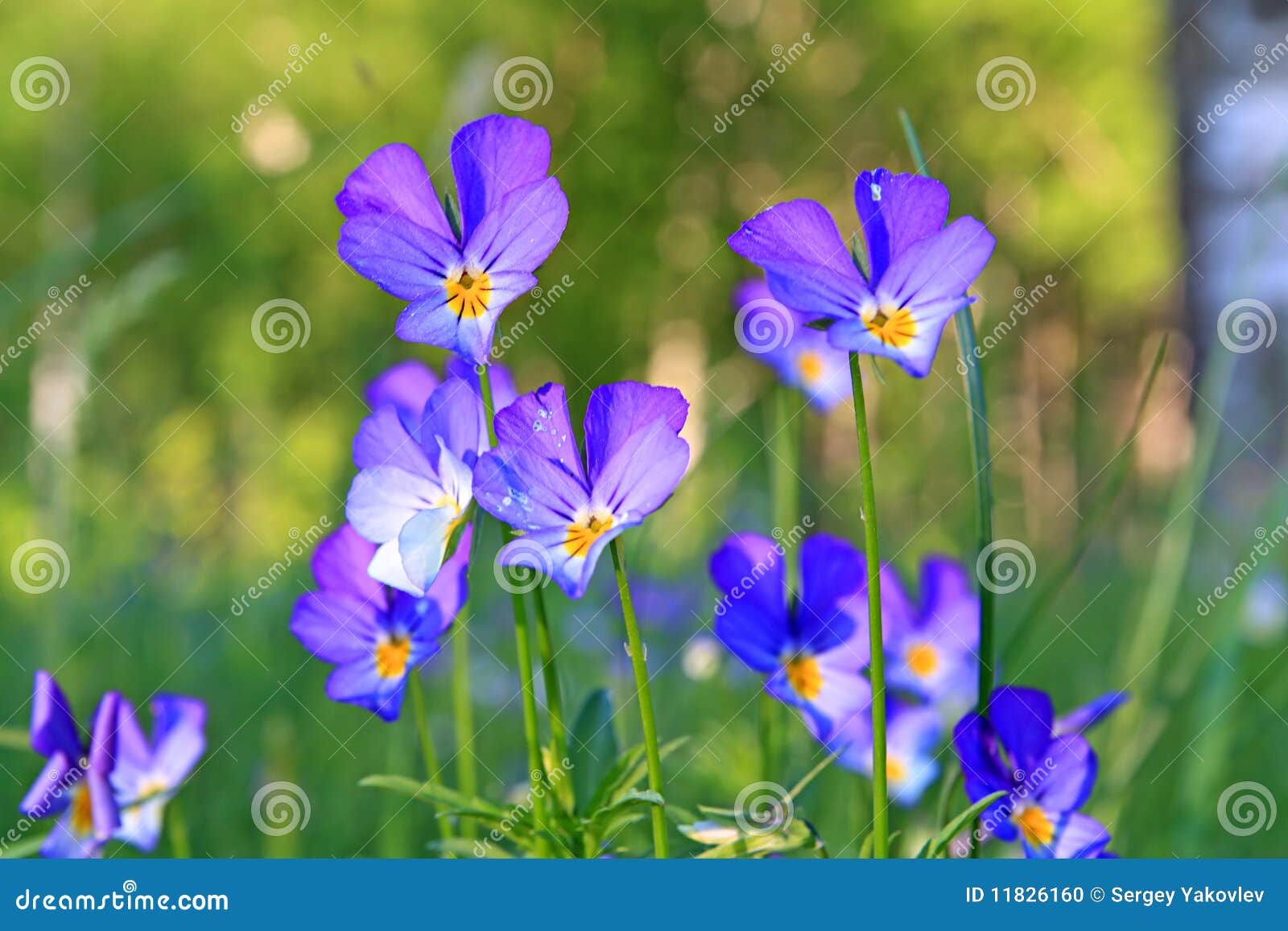 Violets on field stock photo. Image of beautiful, floral - 11826160