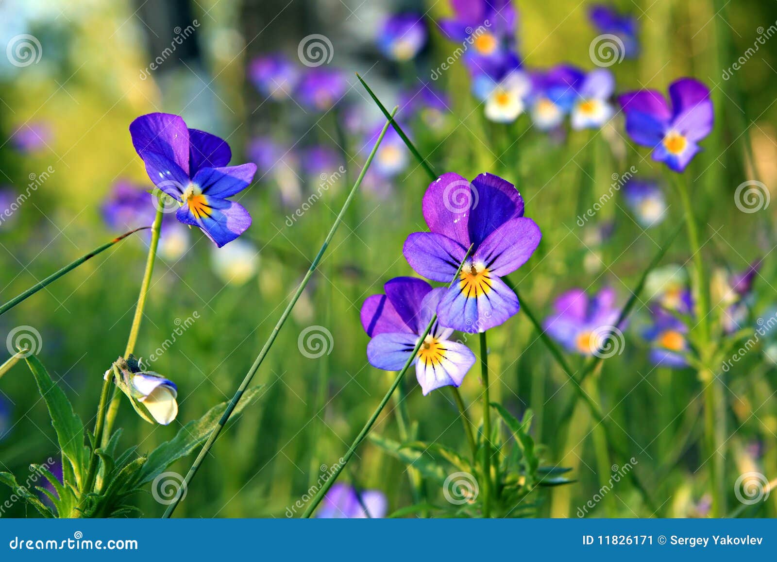 Violets on field stock image. Image of floral, bloom - 11826171