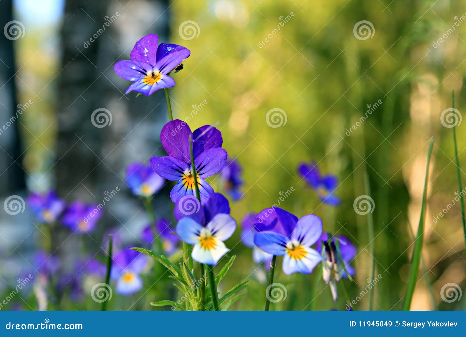 Violets in field stock image. Image of foliage, decorative - 11945049