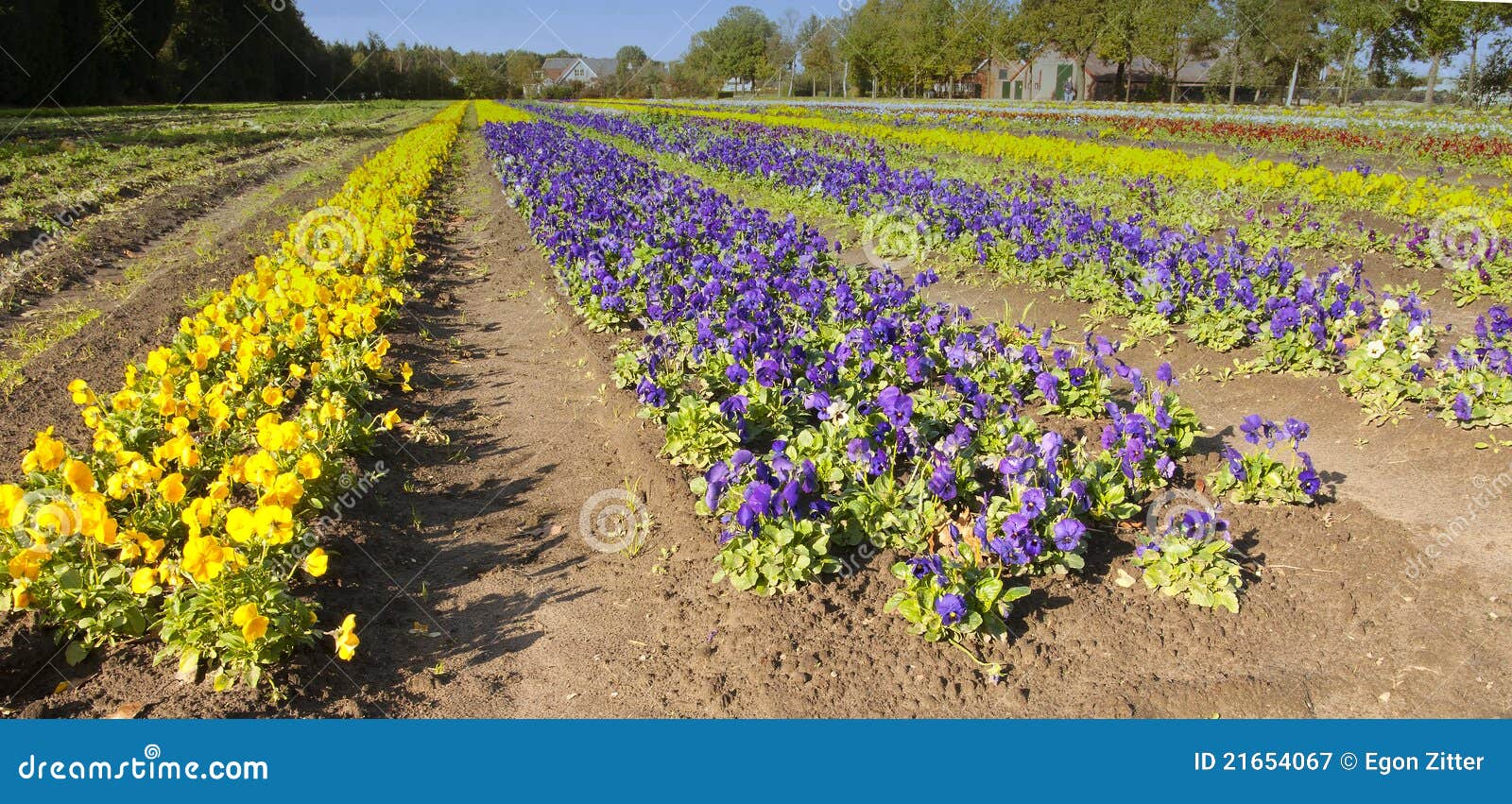Violets at a field stock image. Image of colour, color - 21654067