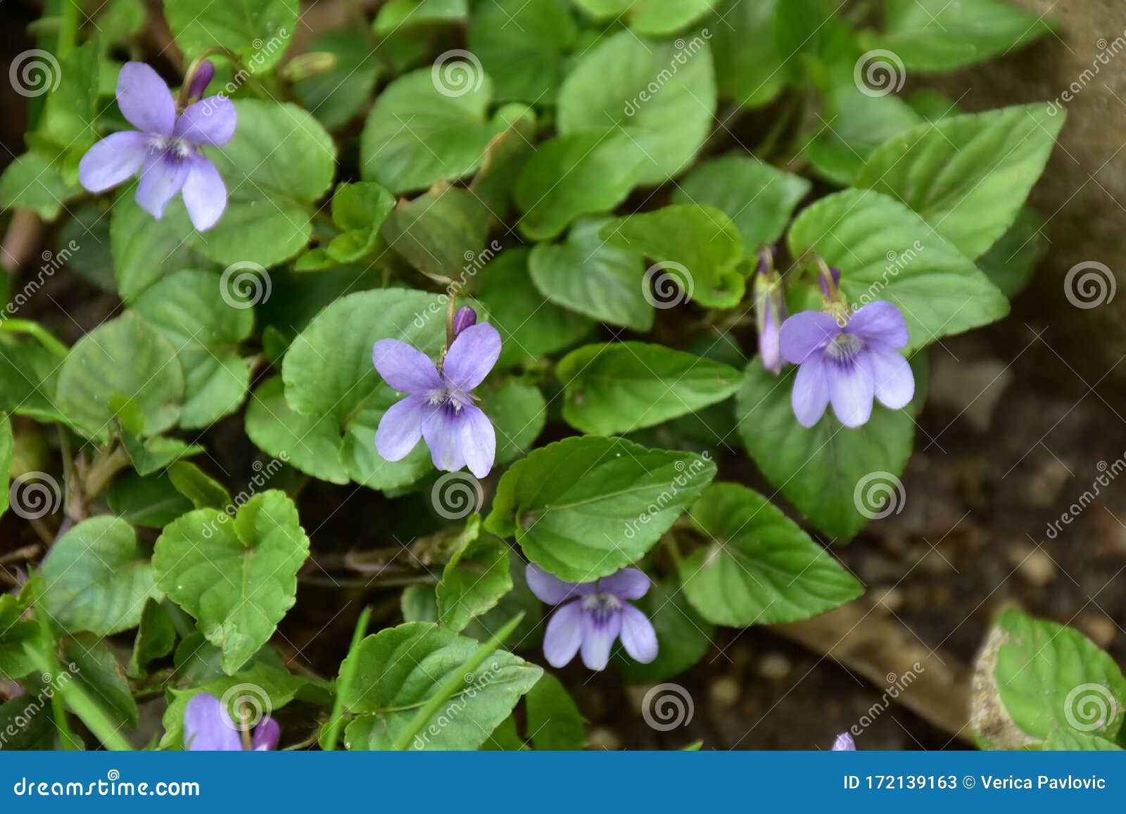 Violets in the Field with Leaves in the Background Stock Image - Image ...