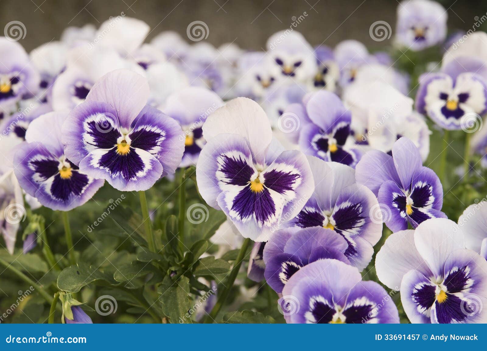 Violets stock image. Image of opportunities, outdoors - 33691457