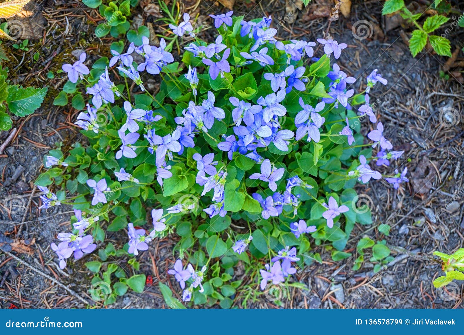 Violets Flowers As Nice Natural Background Stock Image - Image of ...