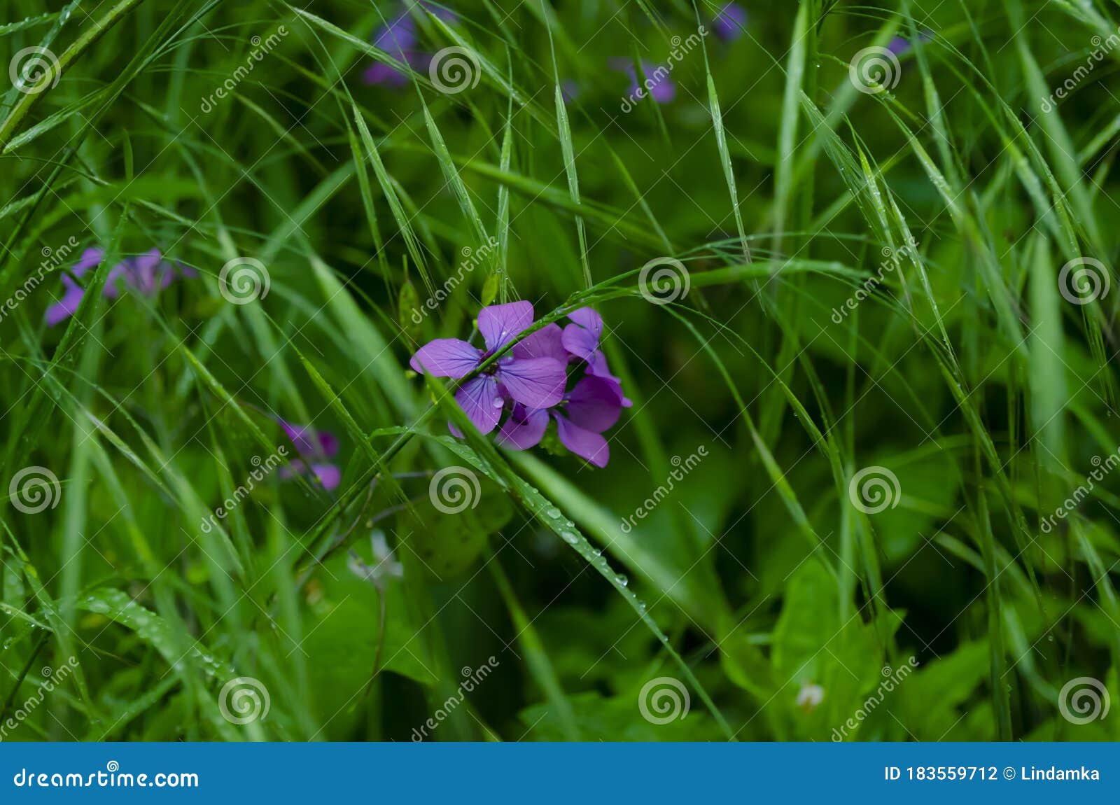 Violets Flowers Bloom in the Spring Forest Stock Photo - Image of ...