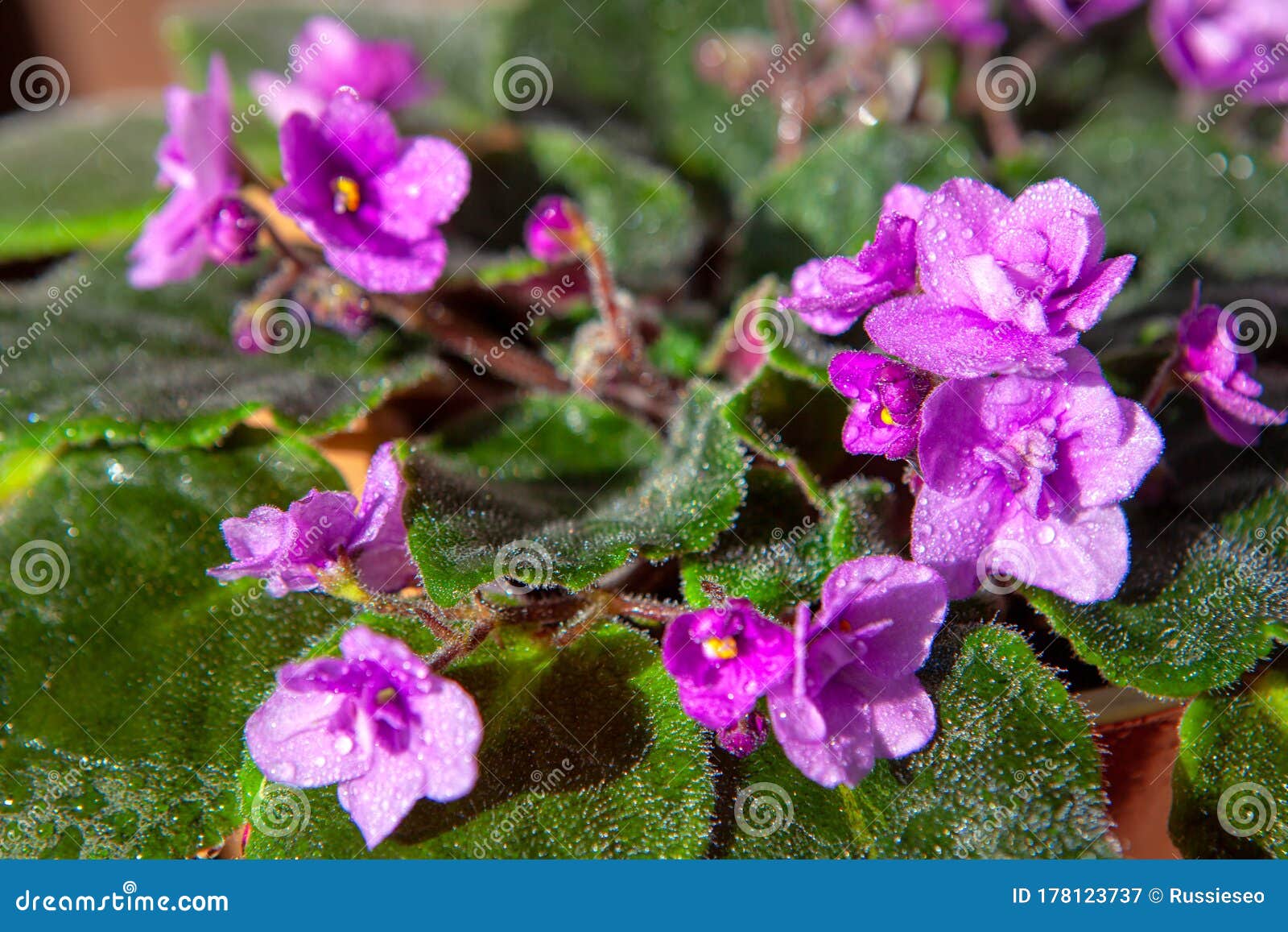Violets flowers background stock image. Image of elegant - 178123737