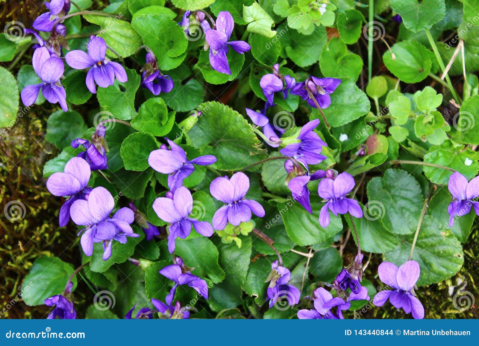Violets in the garden stock photo. Image of natural - 143440844