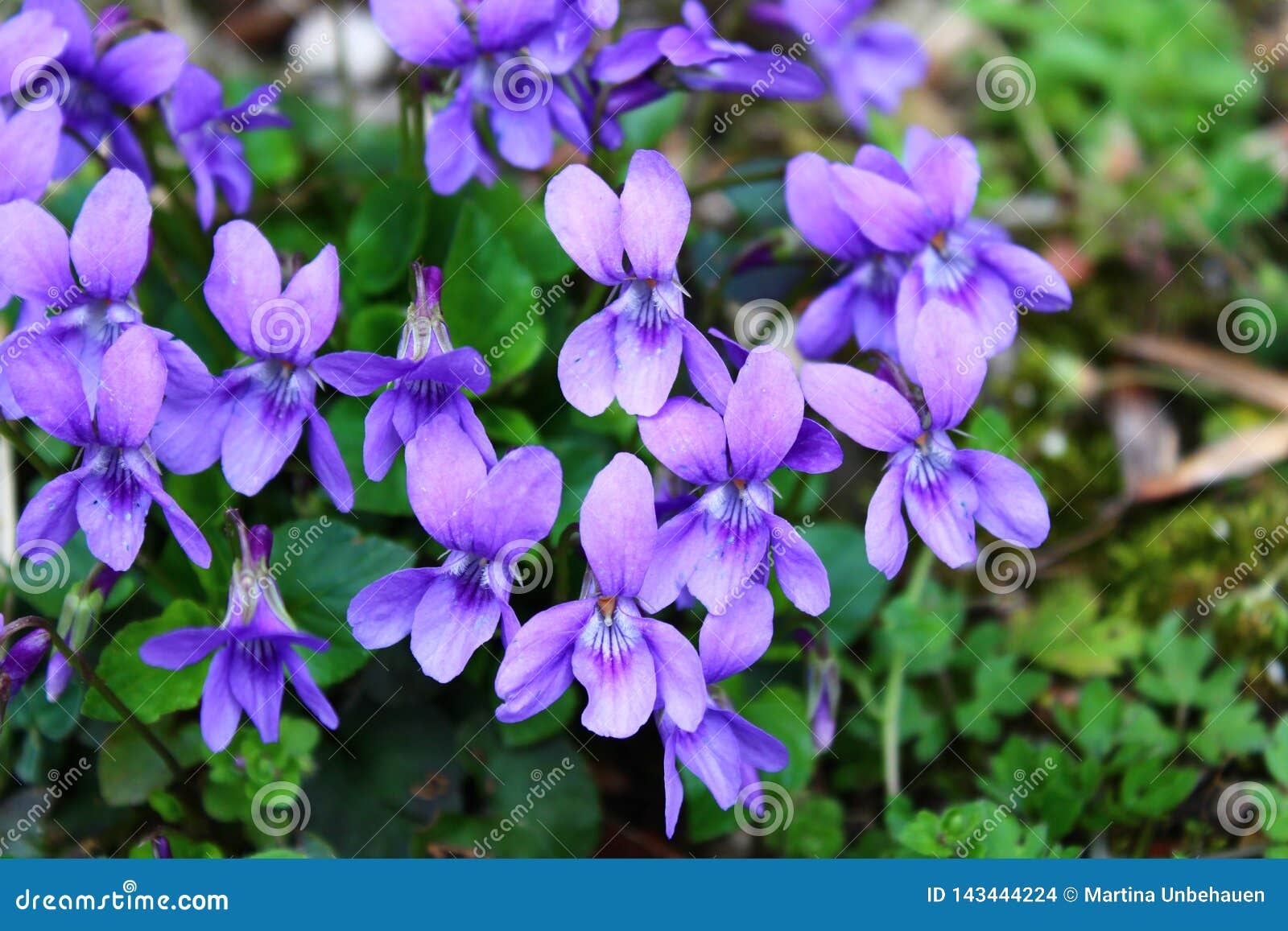 Violets in the garden stock photo. Image of purple, garden - 143444224