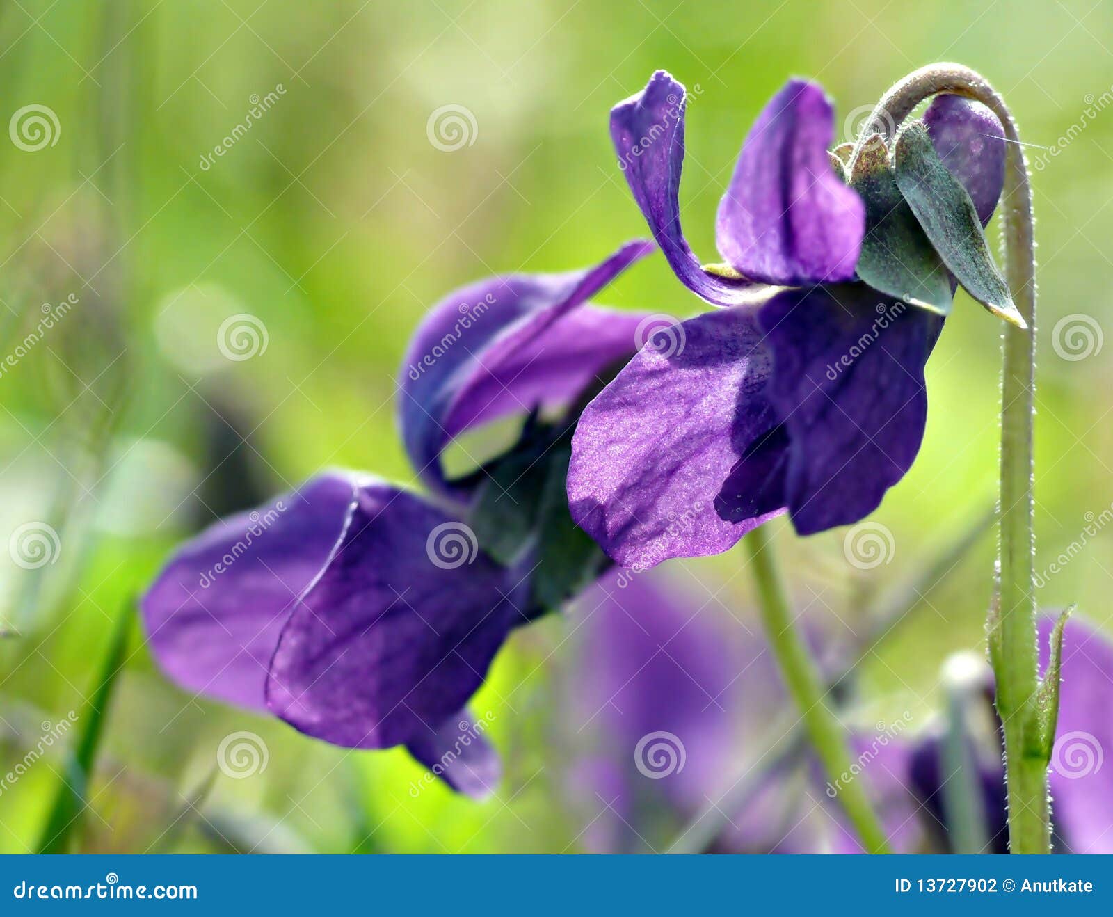 Violets in grass stock photo. Image of leaf, wildflower - 13727902