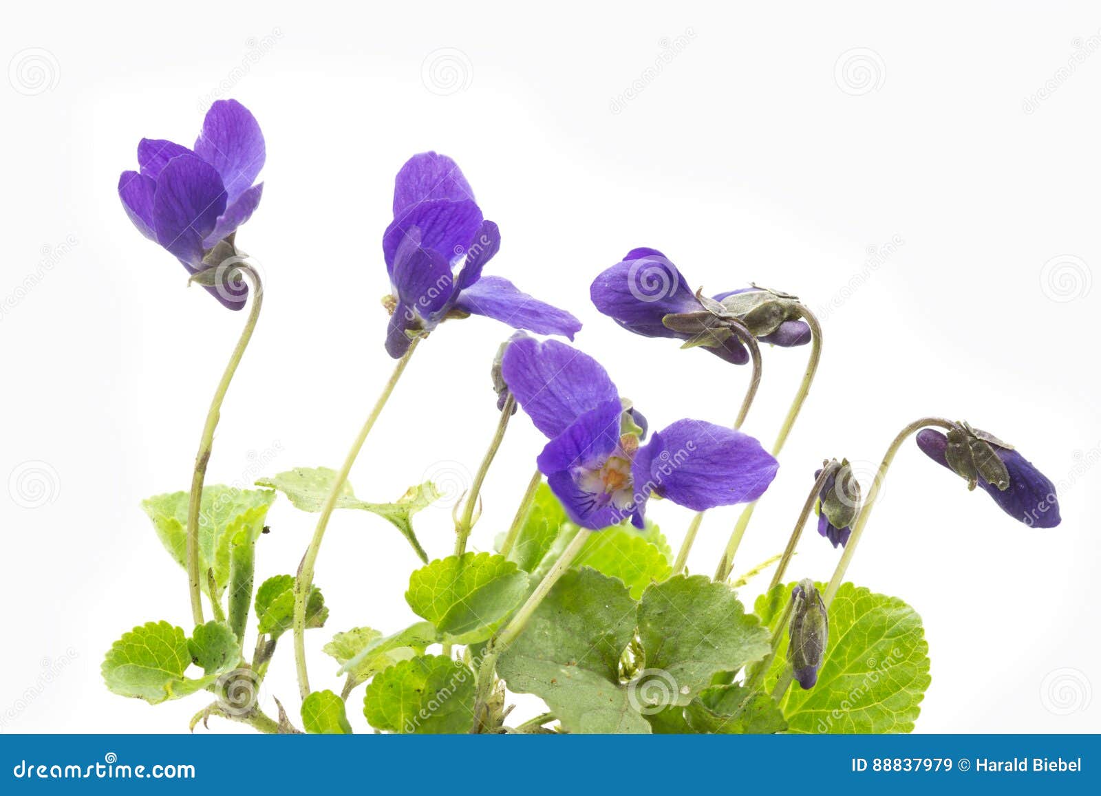 Violets, macro shot stock image. Image of viola, isolated - 88837979