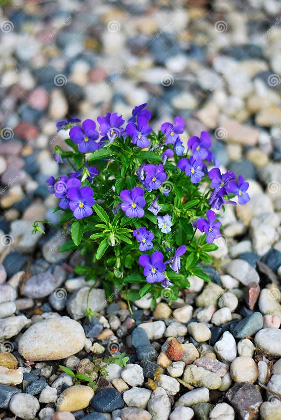 Violets in Pebbles stock image. Image of nature, pebbled - 14714893
