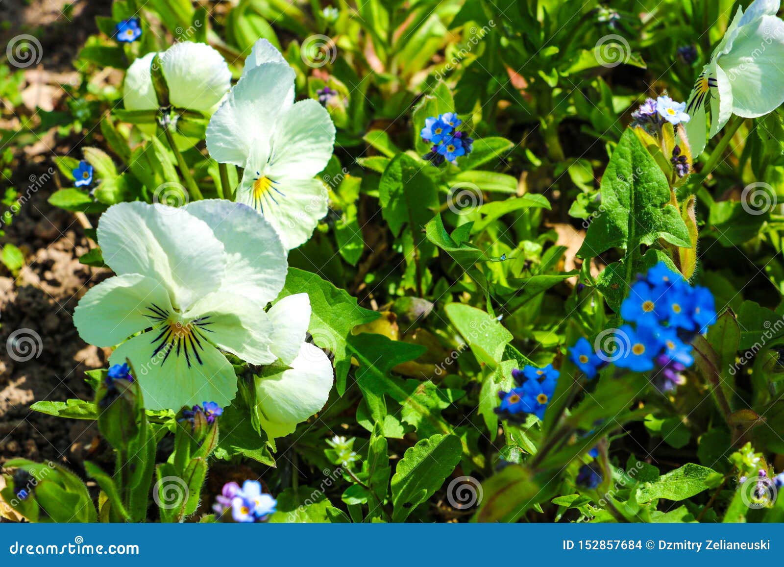 Violets Photographed in the Park in Spring Day Stock Photo - Image of ...
