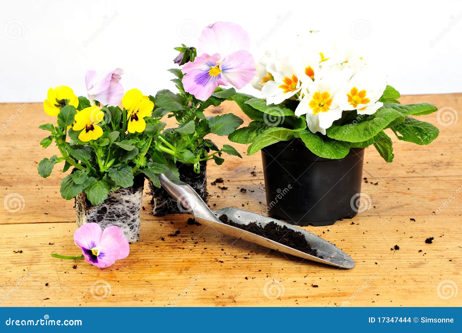 Violets plant tools stock photo. Image of colorful, home - 17347444