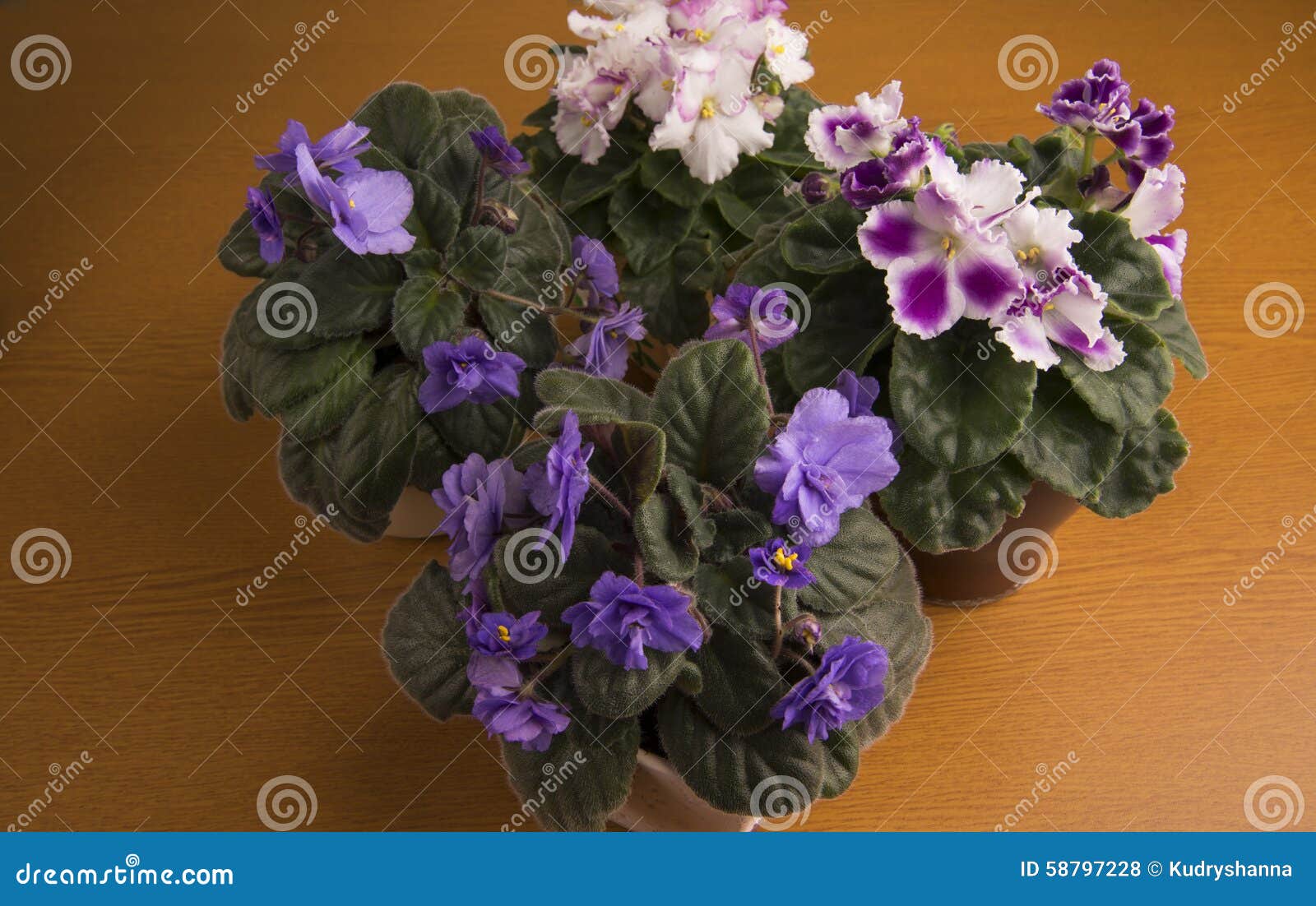 Violets in pots stock photo. Image of blue, spring, perennial - 58797228