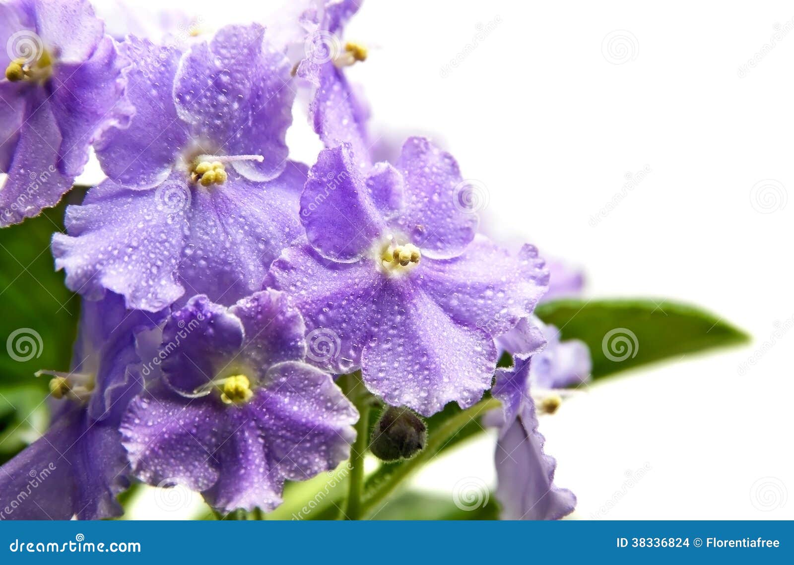 Violets with Raindrops on Its Petals Stock Photo - Image of petal ...
