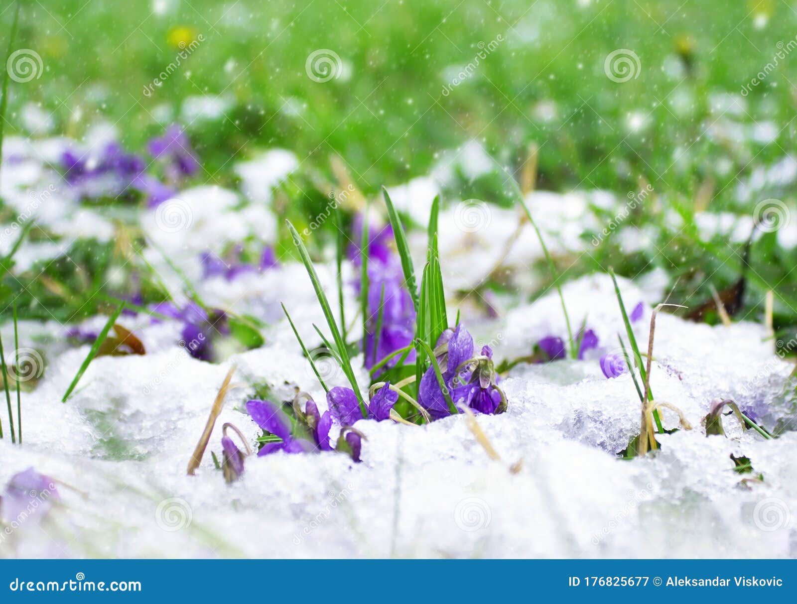 Violets in a snow stock image. Image of early, garden - 176825677