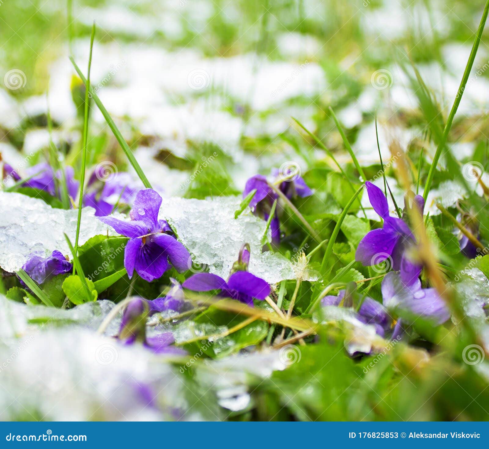 Violets on a snowy day stock image. Image of garden - 176825853