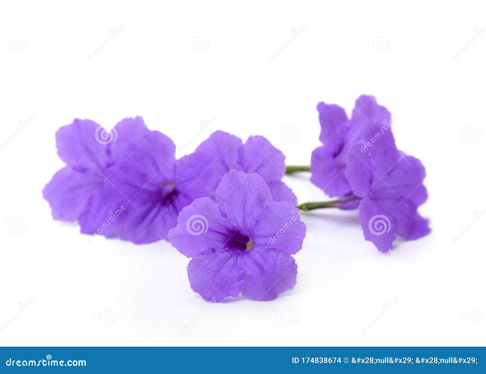 Violets In Soft Focus, Isolated On White Background. Stock Photo ...