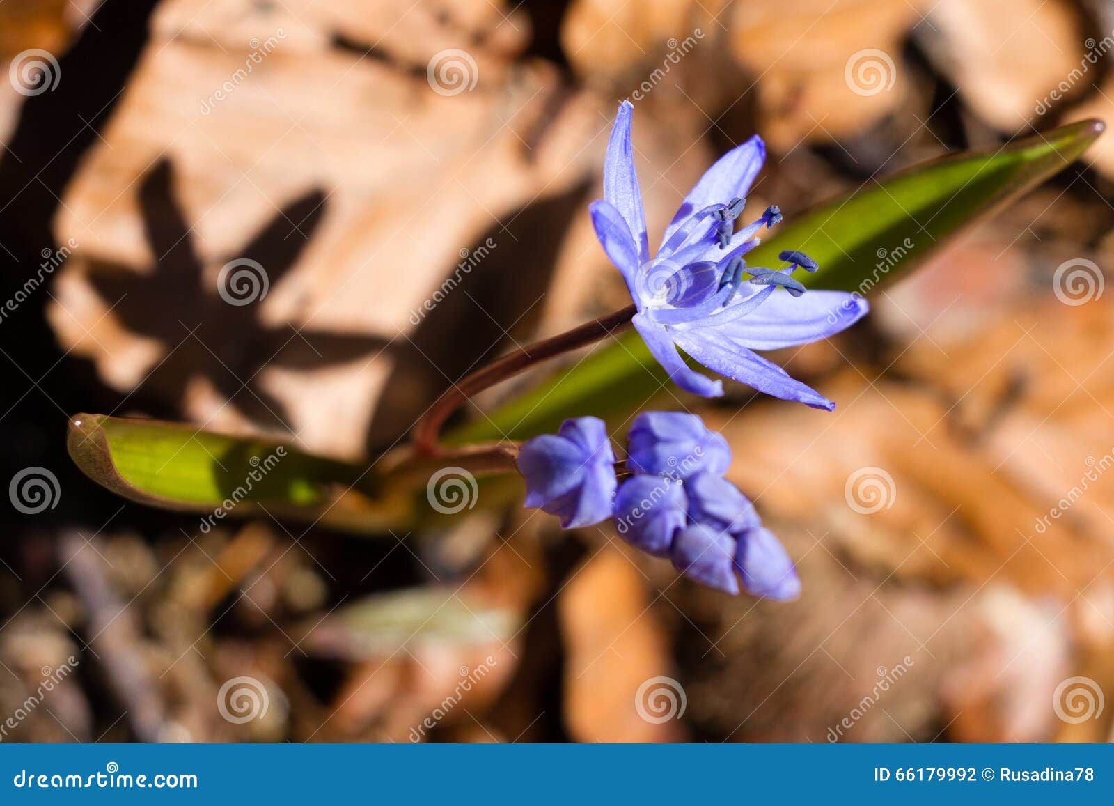 Violets spring flowers stock photo. Image of common, blue - 66179992