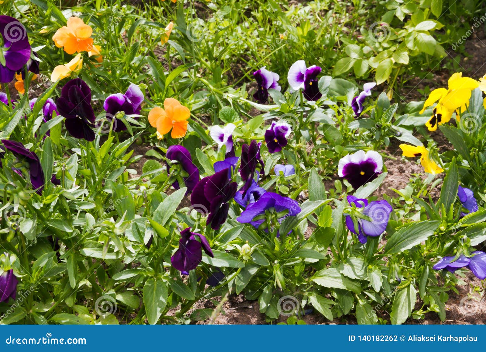 Violets in the Summer Sunny Garden Stock Photo - Image of macro ...