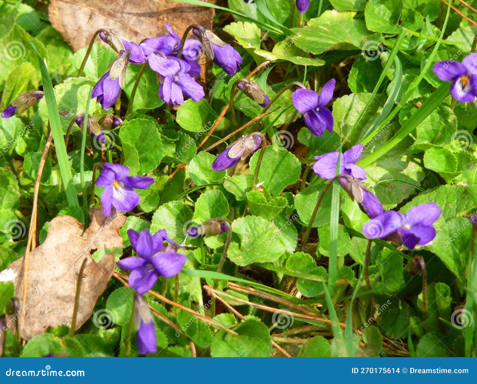 Violets stock photo. Image of nature, flavour, common - 270175614