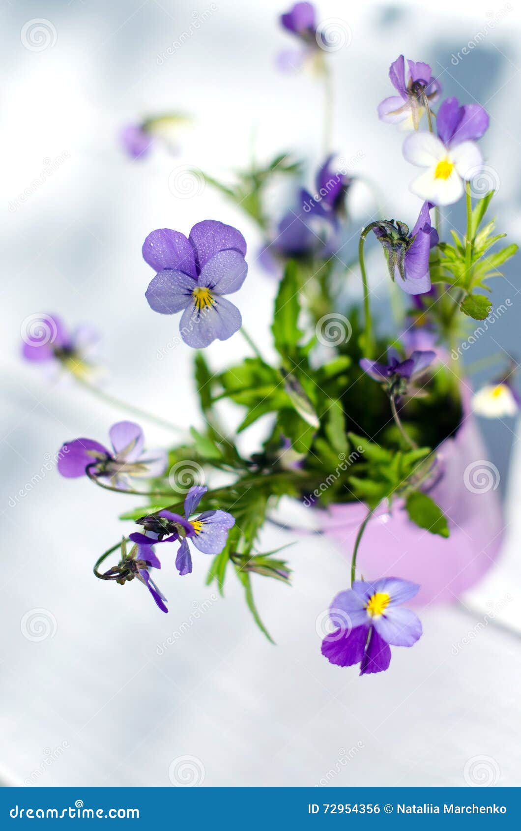 Violets in a Vase on a White Table Stock Photo - Image of blossom ...